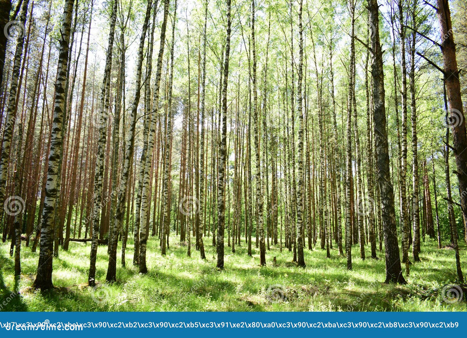Unique Grove Of Rainbow Eucalyptus Tree Growing In The Rain Forest ...