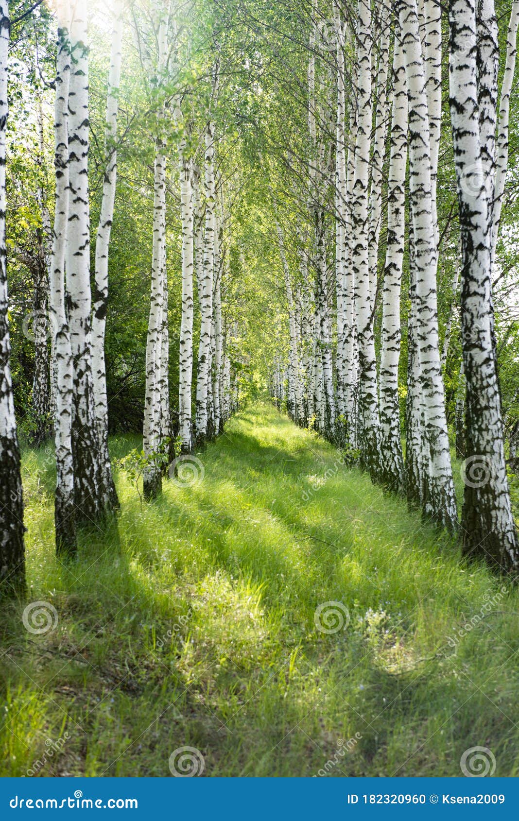 Birch grove in spring stock photo. Image of nature, scenic - 182320960