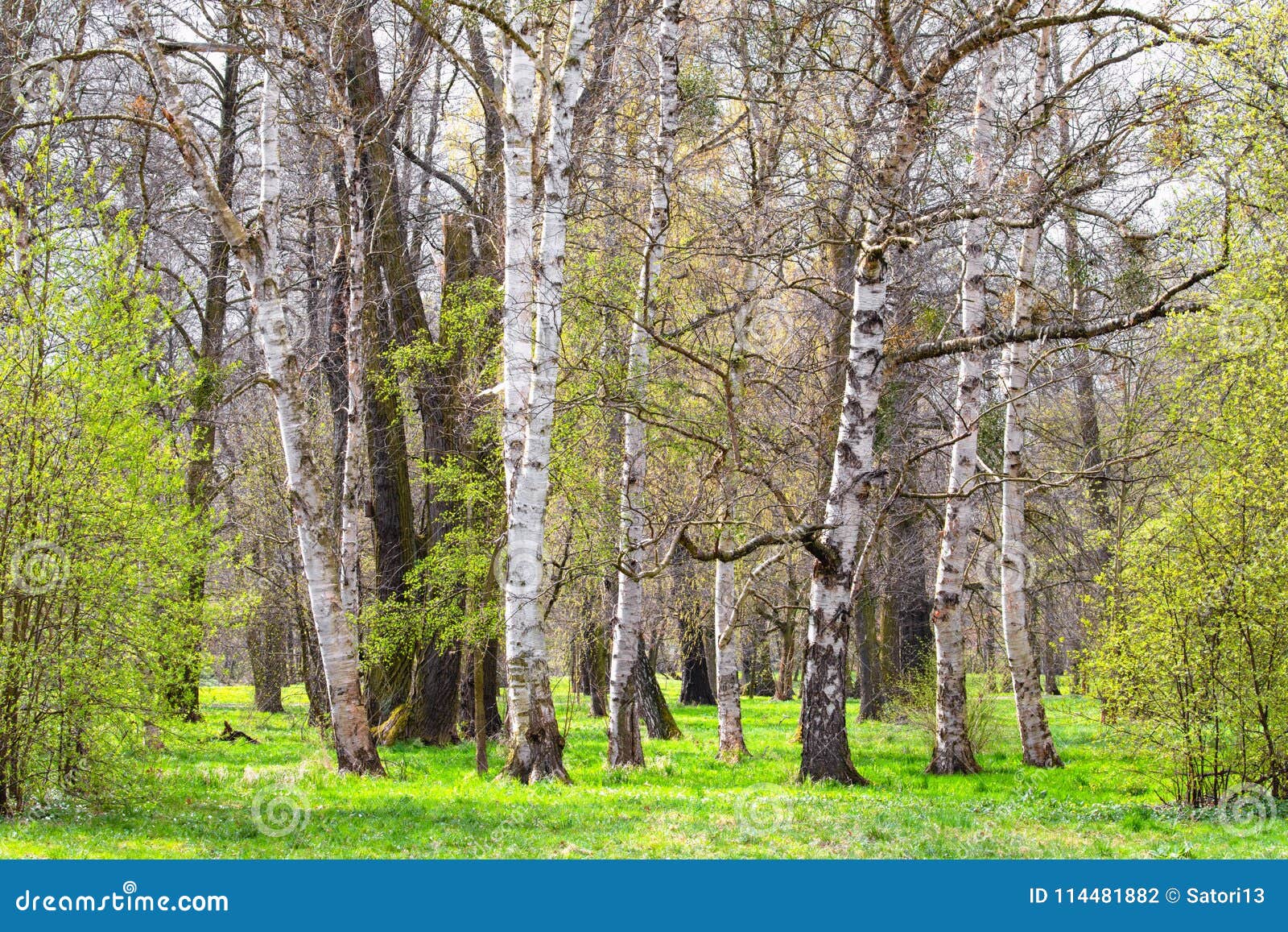 Birch Grove in the Spring Landscape Background Stock Photo - Image of ...