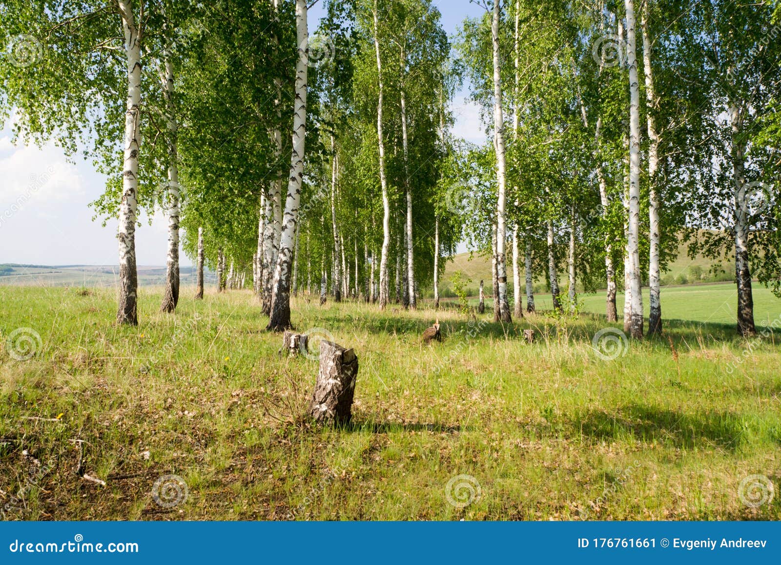 Birch Grove, Spring Landscape Stock Image - Image of green, leaf: 176761661