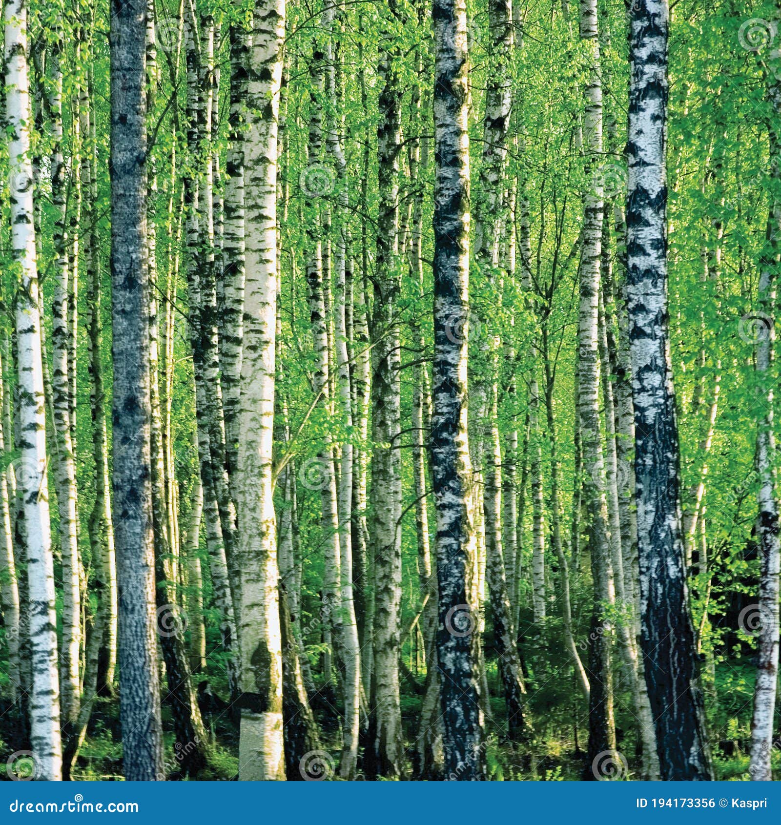 Birch Grove at Spring, Large Sunny Closeup, Bright Green Background ...