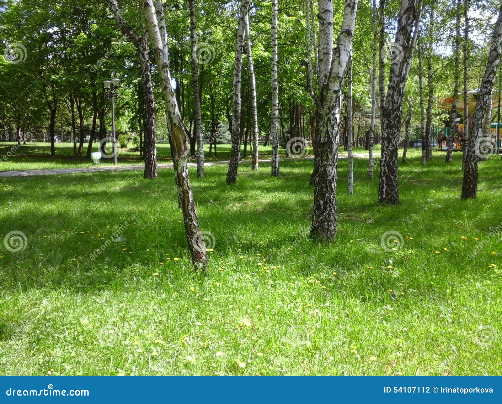Birch grove stock photo. Image of grove, botany, leaves - 54107112