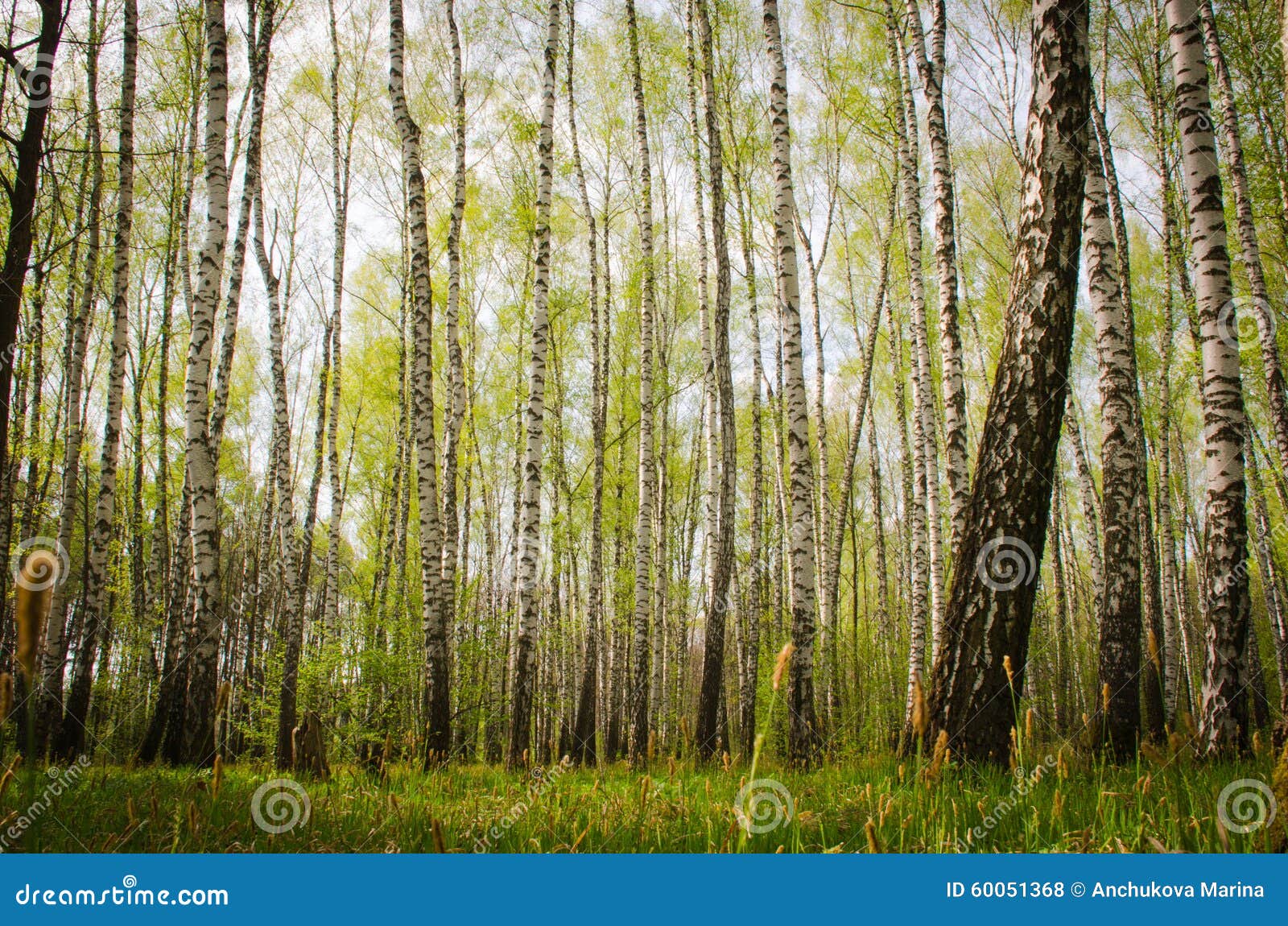 Birch grove in the spring stock photo. Image of trees - 60051368