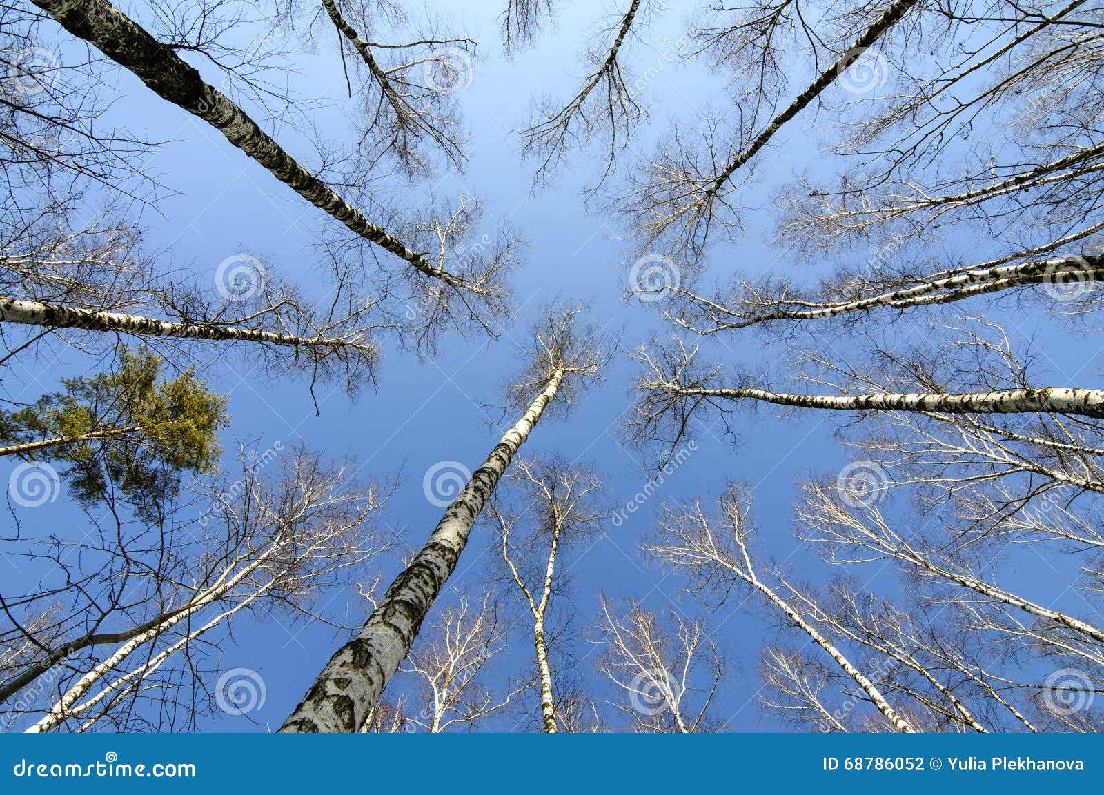 The birch grove stock photo. Image of outdoors, morning - 68786052