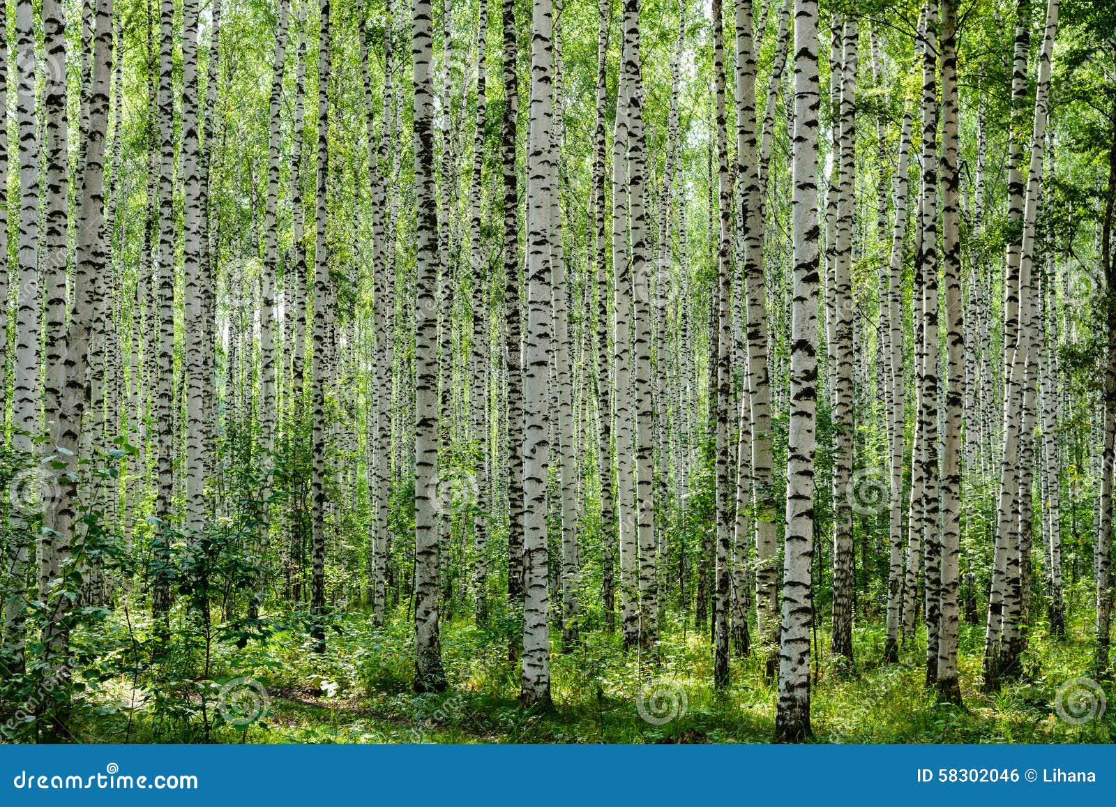 Birch Grove stock photo. Image of greenwood, landscape - 58302046