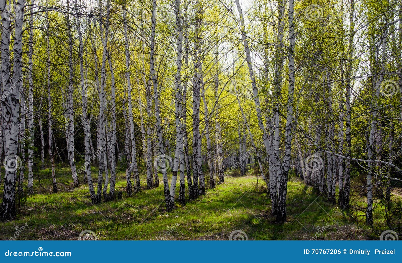 Birch Grove in the sun stock photo. Image of grove, morning - 70767206