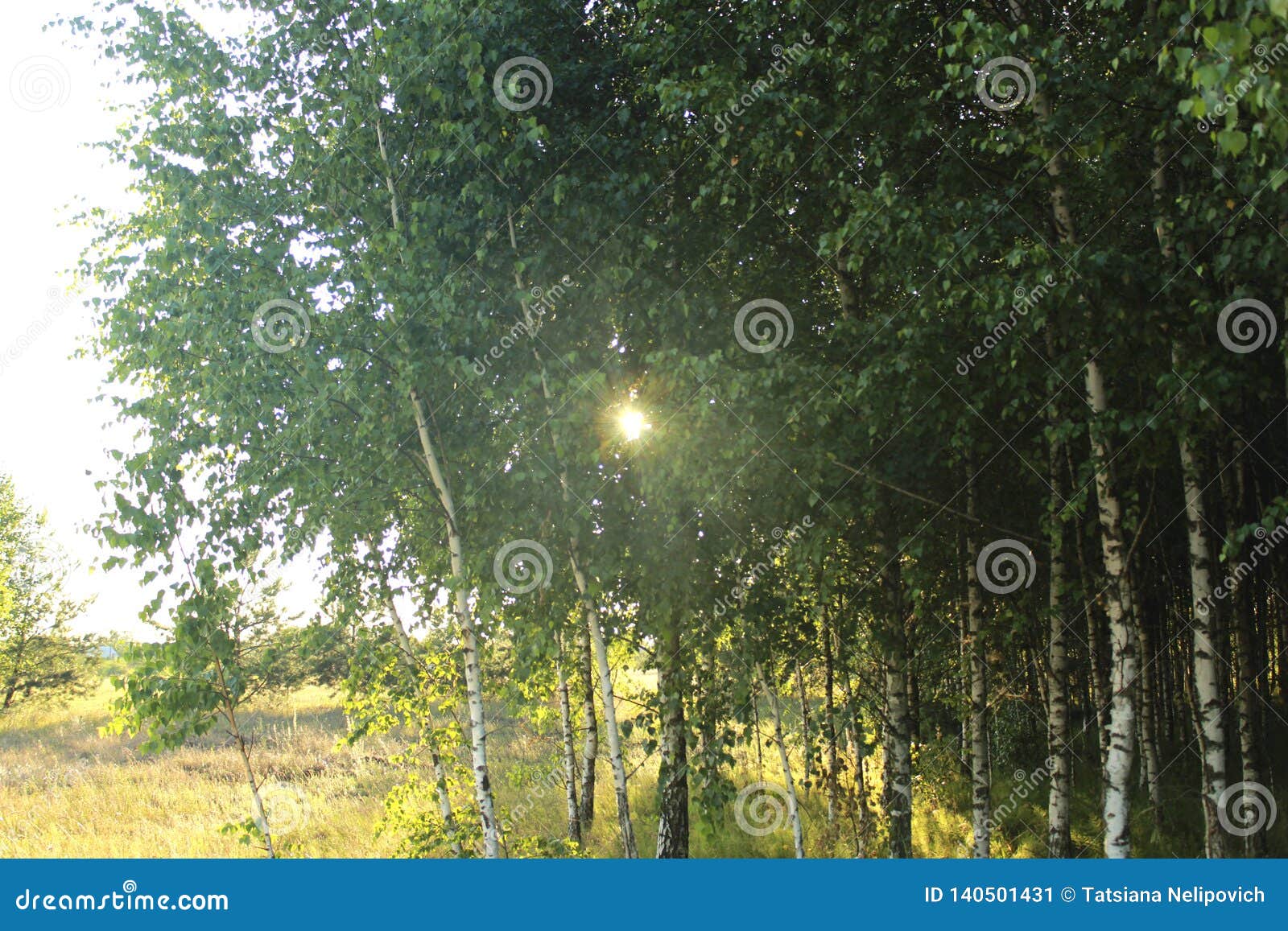 Birch Grove and the Sun. Spring. Summer Stock Image - Image of rhythm ...