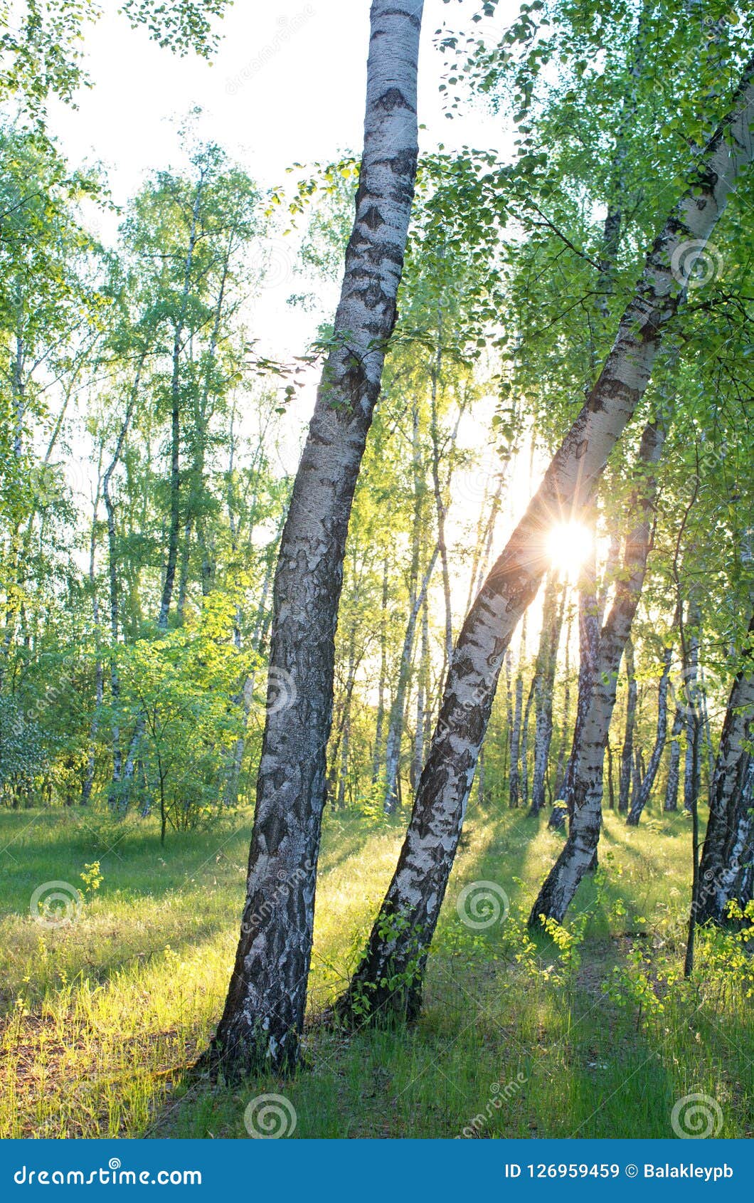 Birch Grove, Sunlight through the Trees Stock Image - Image of grove ...