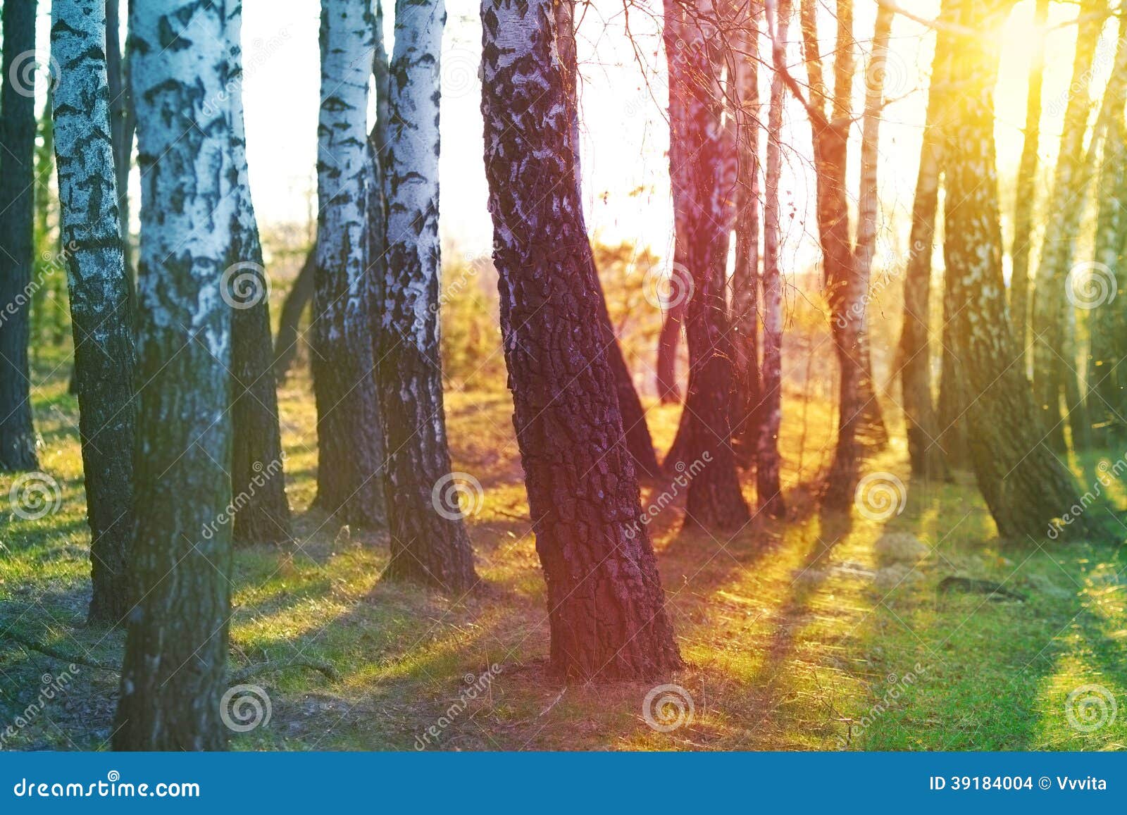 Birch grove at sunset stock photo. Image of rays, grove - 39184004
