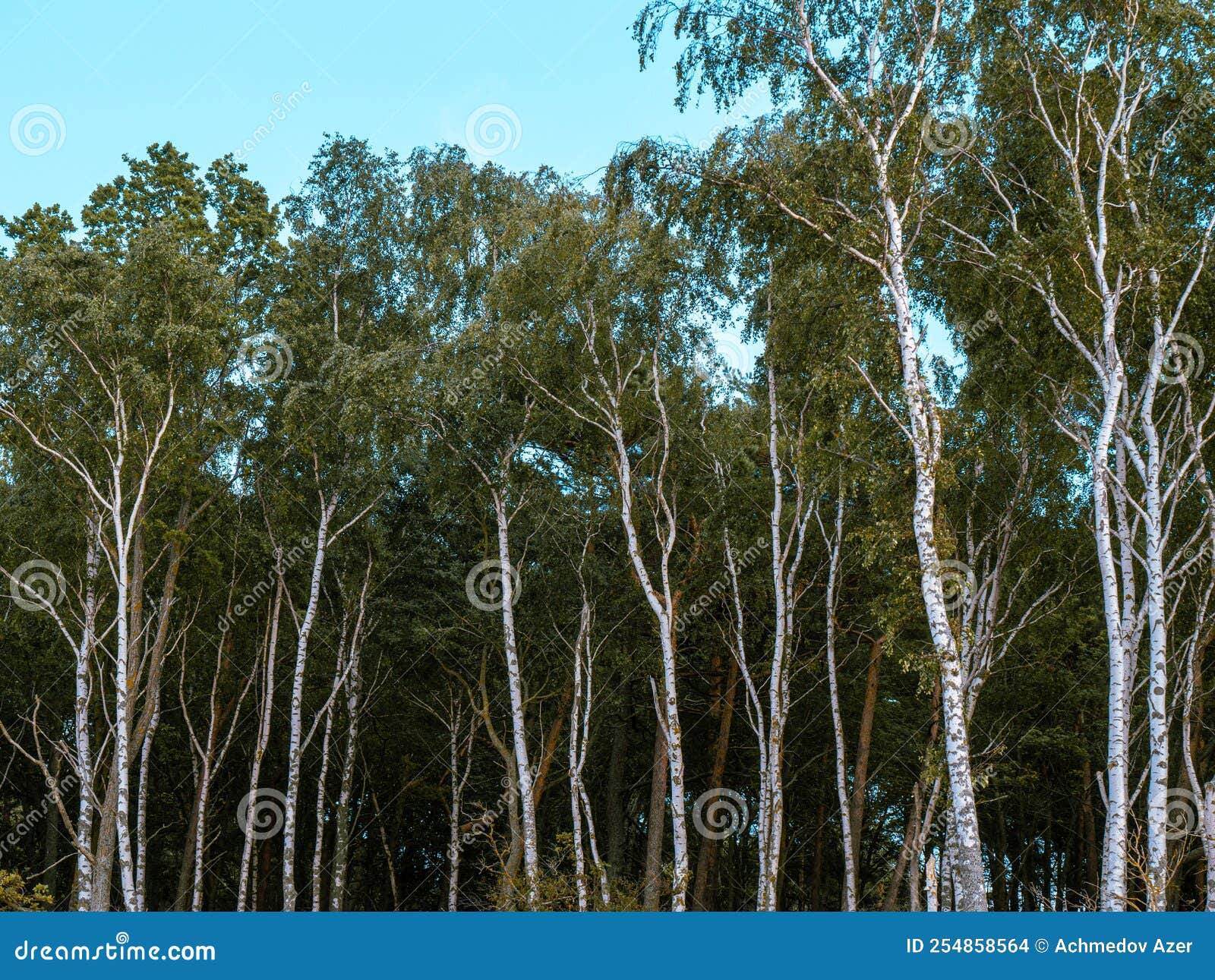 Birch grove top view stock photo. Image of plant, nature - 254858564