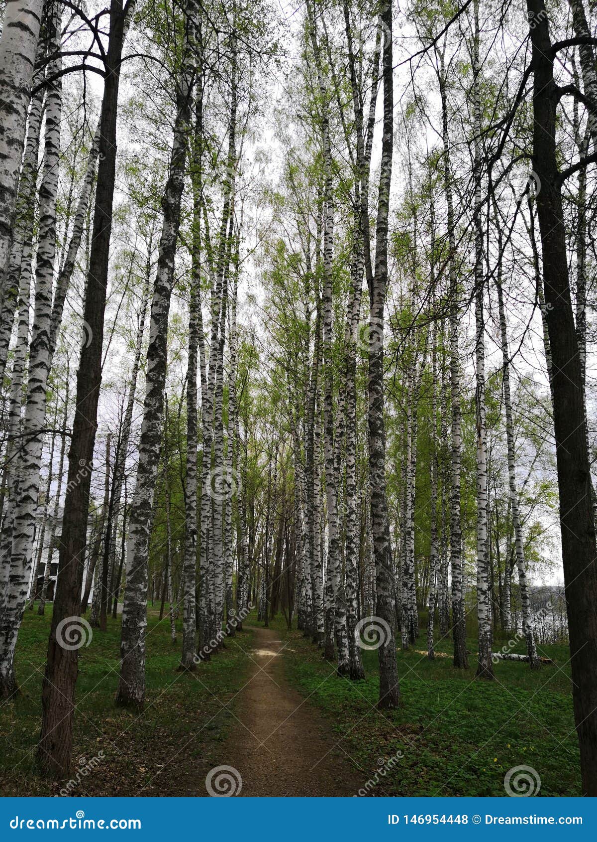 Birch grove stock photo. Image of wood, park, birch - 146954448