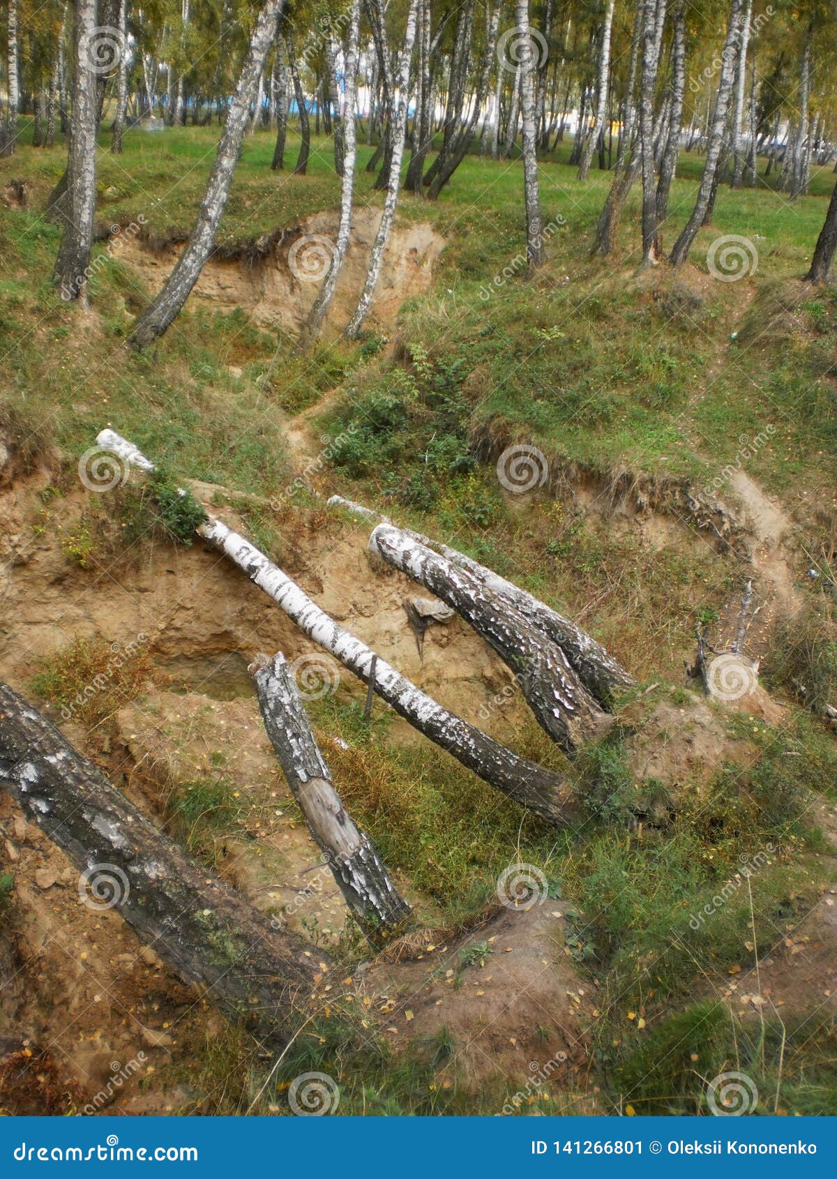 Birch Grove, Trees Fallen Down by a Storm, a Ravine in a Forest Stock ...