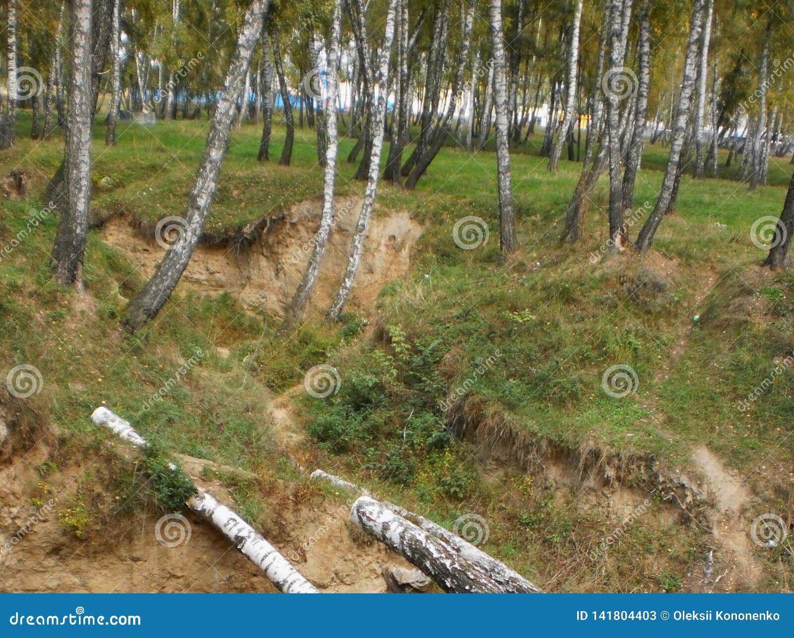 Birch Grove, Trees Fallen Down by a Storm, a Ravine in a Forest Stock ...