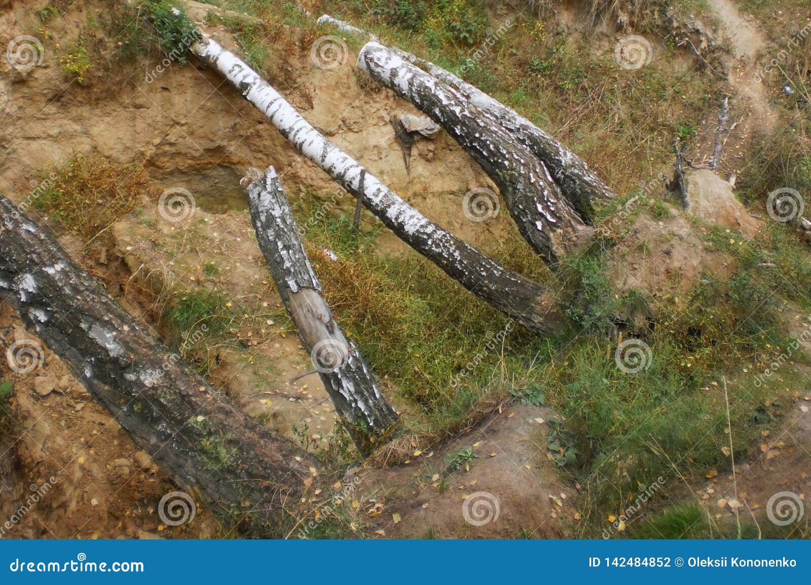 Birch Grove, Trees Fallen Down by a Storm, a Ravine in a Forest Stock ...
