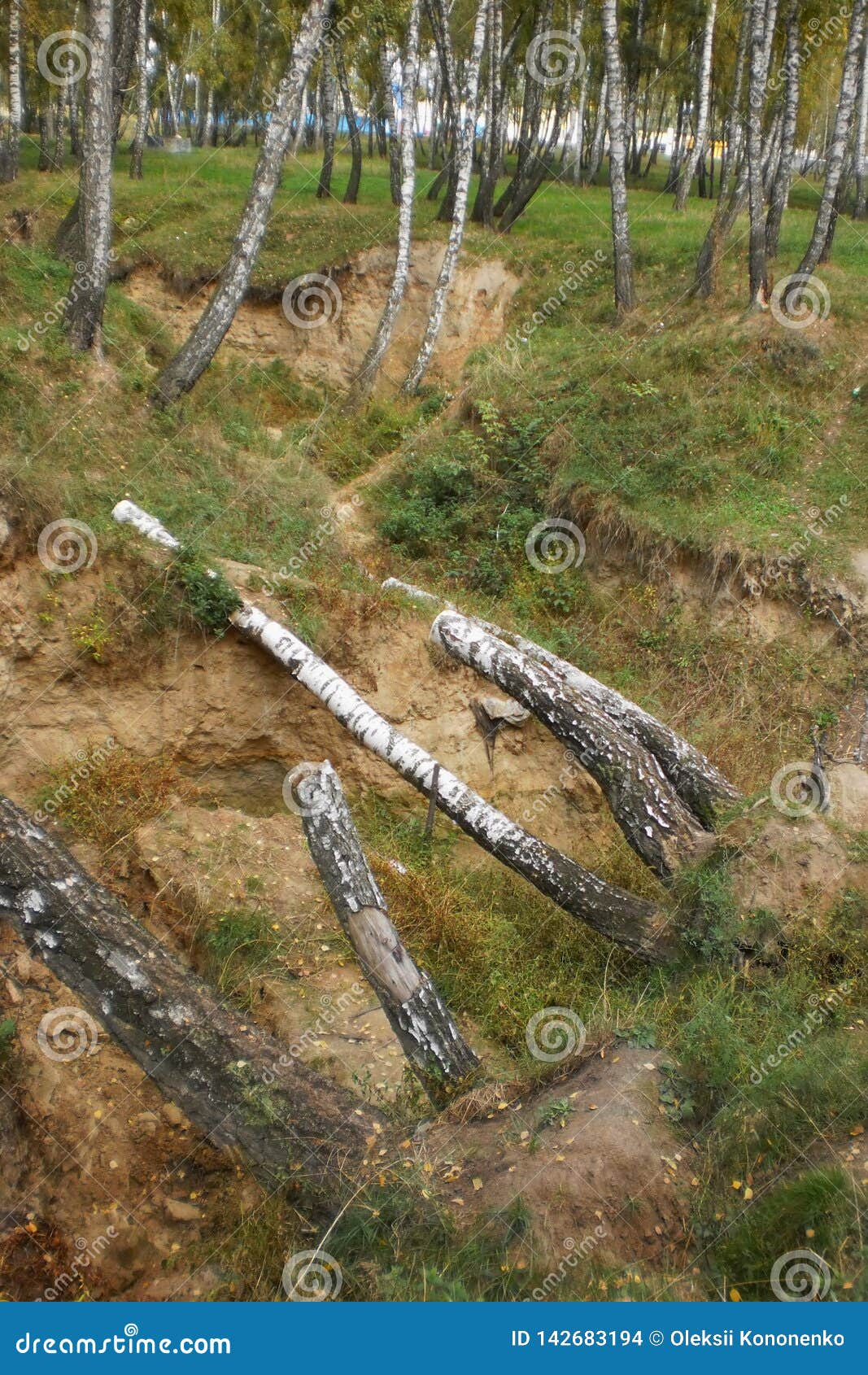 Birch Grove, Trees Fallen Down by a Storm, a Ravine in a Forest Stock ...
