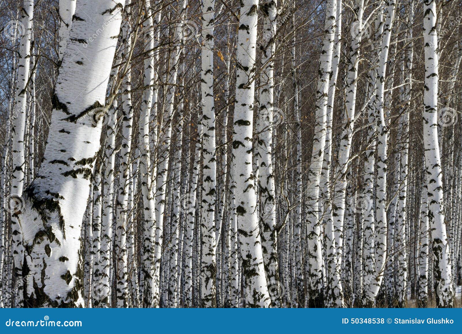 Birch grove stock photo. Image of bark, abstract, group - 50348538