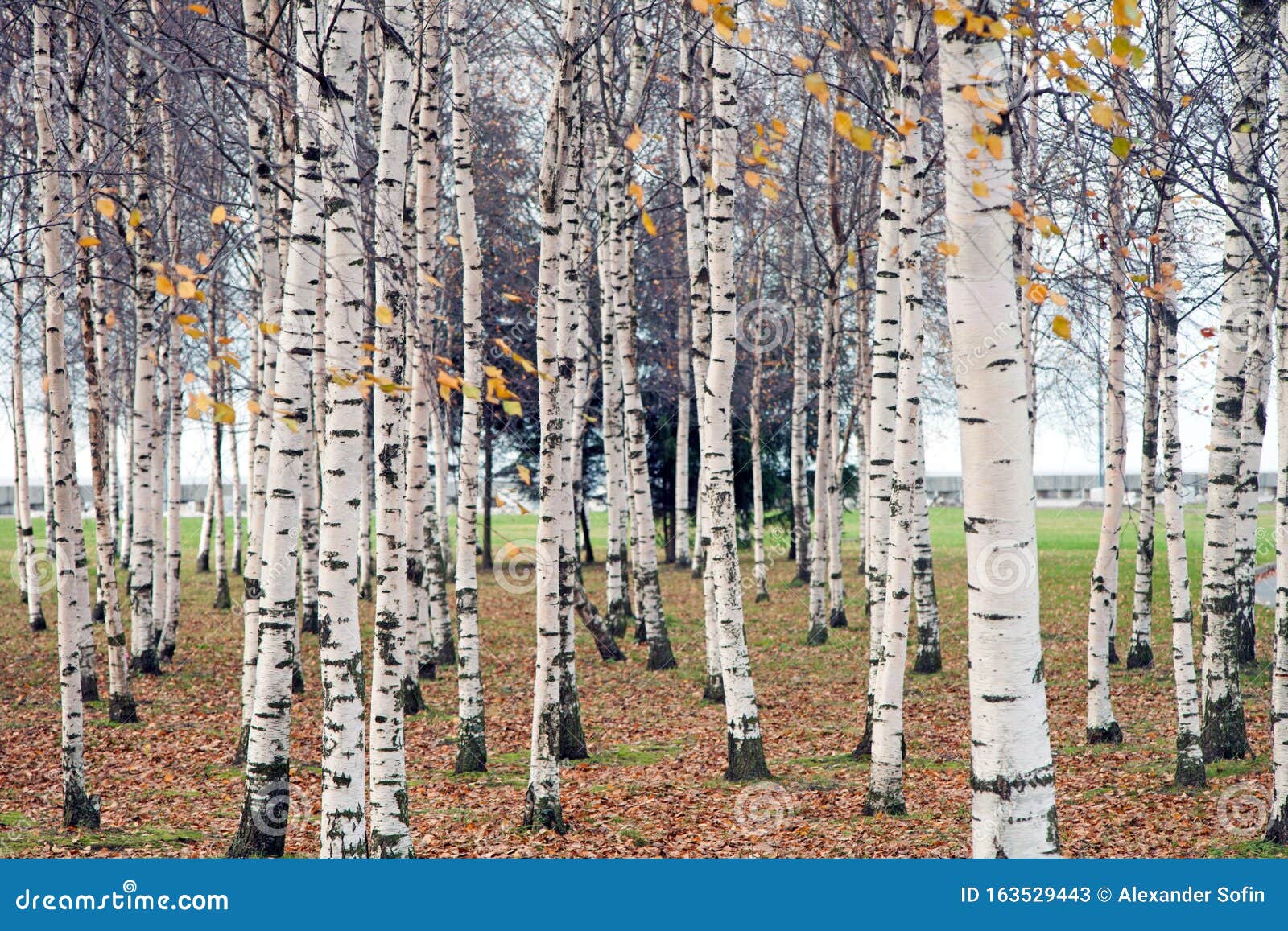 Birch Grove with White Tree Trunks in the Fall Stock Image - Image of ...