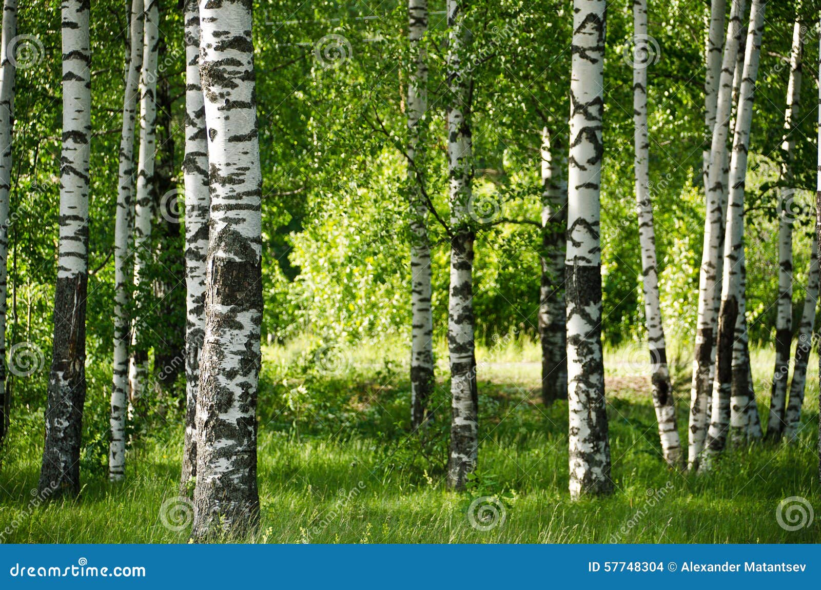 Birch grove stock photo. Image of park, forest, environment - 57748304