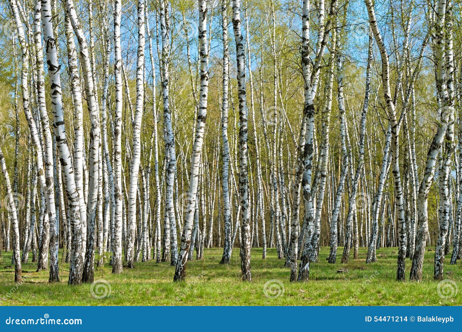 Birch grove stock photo. Image of environmental, leaf - 54471214