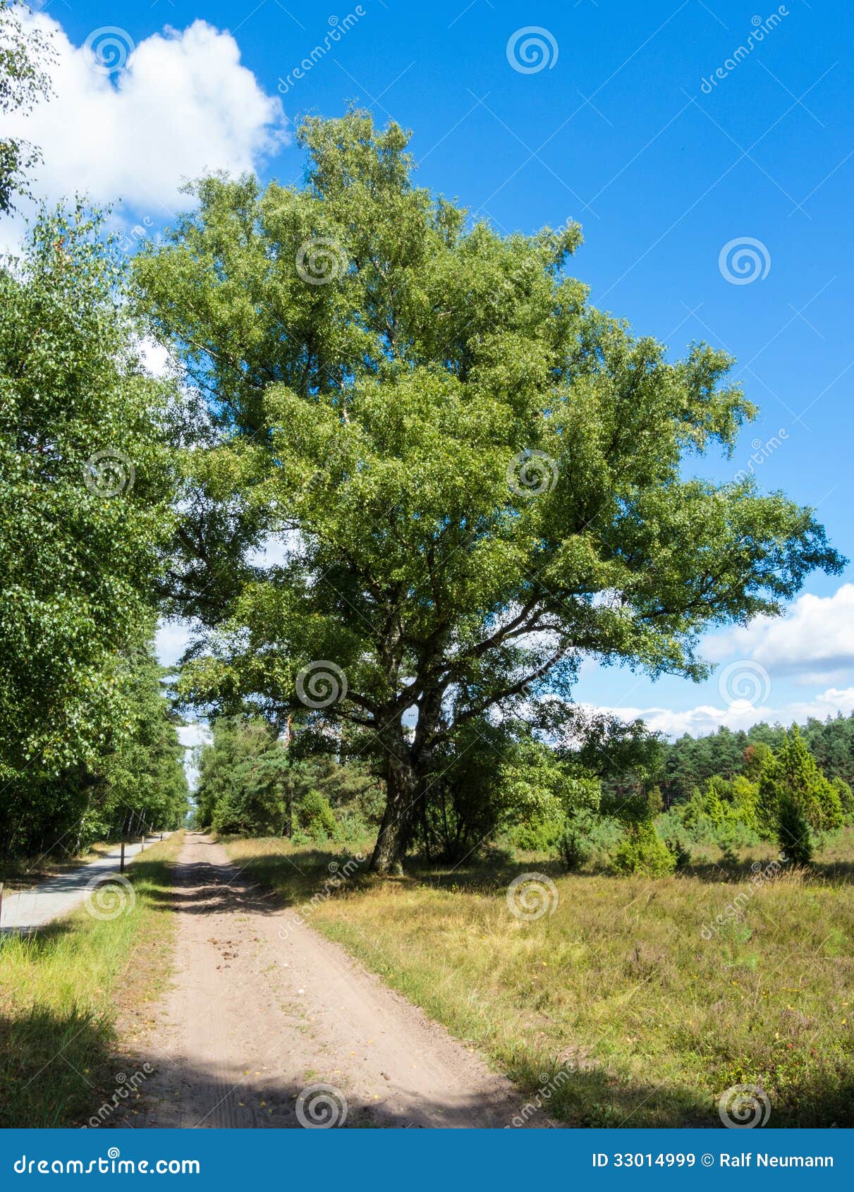 Birch at a hiking trail stock image. Image of lueneburg - 33014999