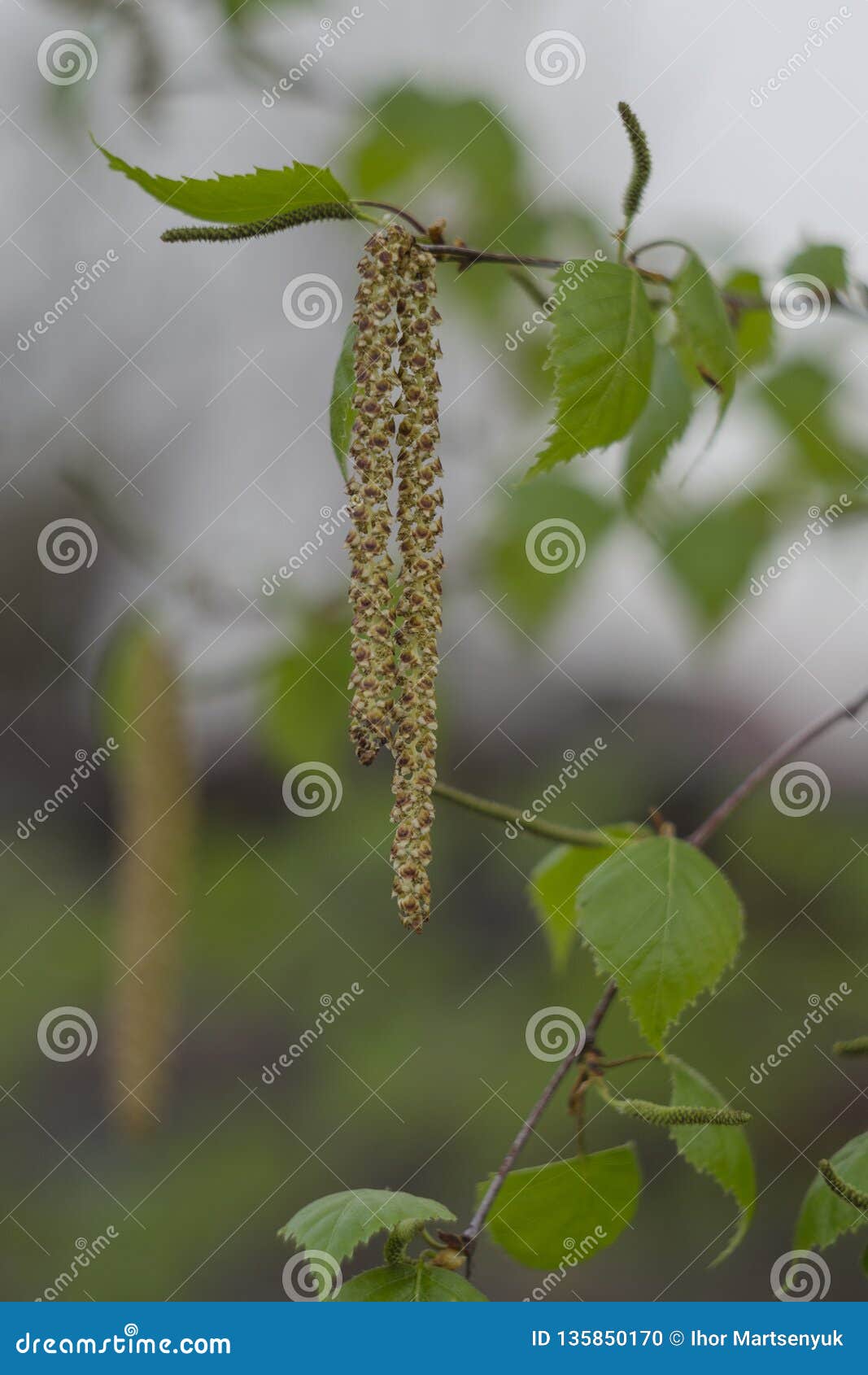 Birch Inflorescences in Early Spring Stock Photo - Image of tree ...