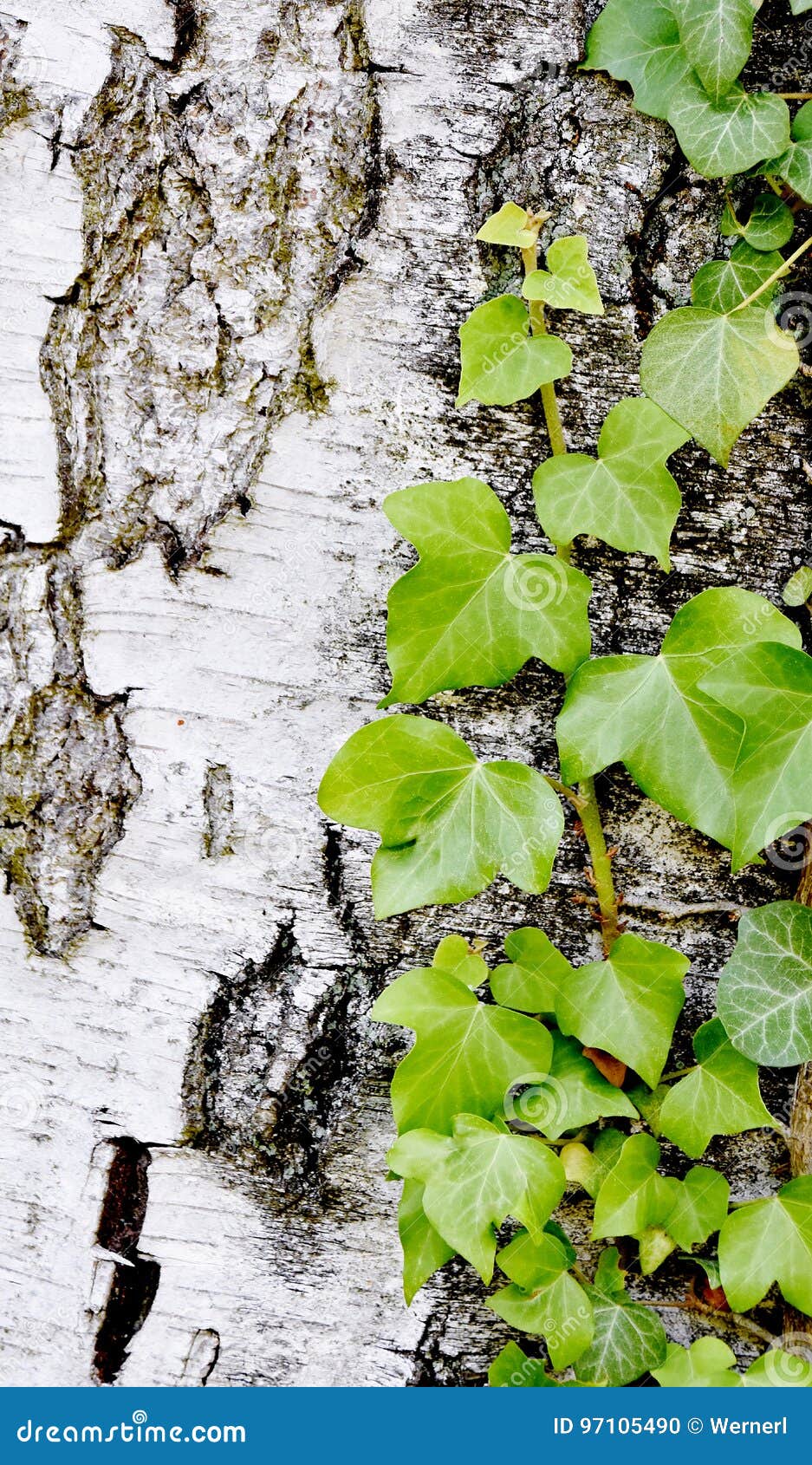 Birch and Ivy stock photo. Image of green, white, stem - 97105490