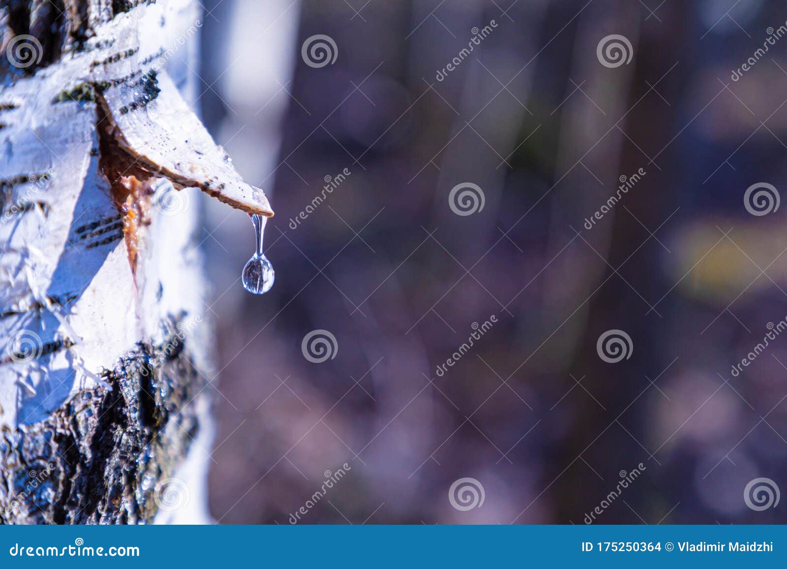 The Birch Juice Gathering in the Sunny Spring Day. the Alone Birch Tree ...