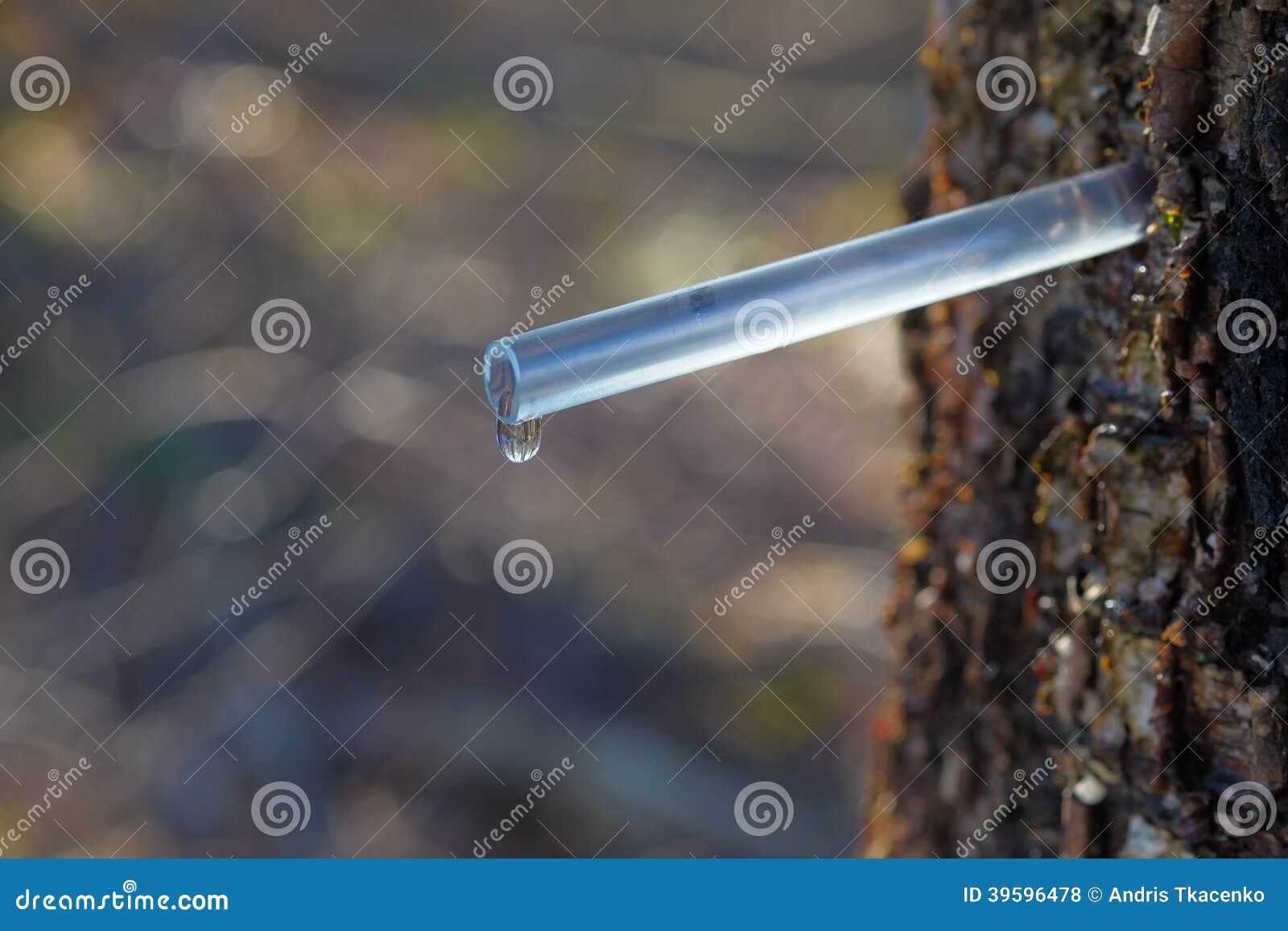 Birch juice stock photo. Image of tube, collecting, nature - 39596478