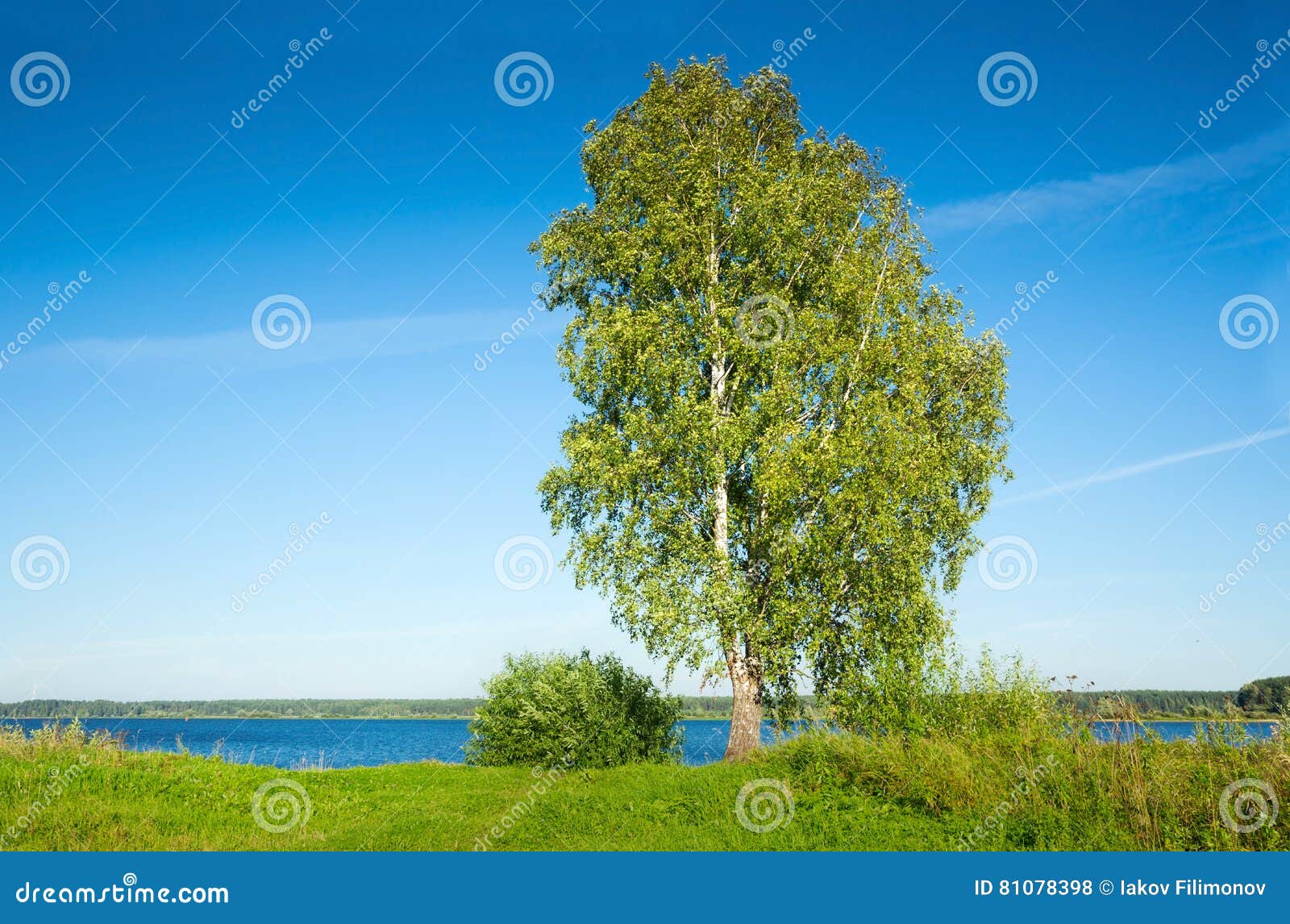 Birch on lake waterfront stock photo. Image of nature - 81078398