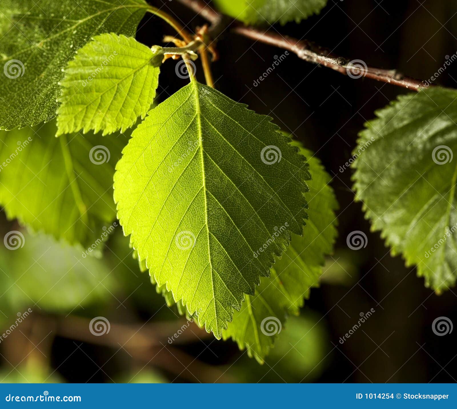 Birch Leaf stock photo. Image of branch, leaves, leaf - 1014254