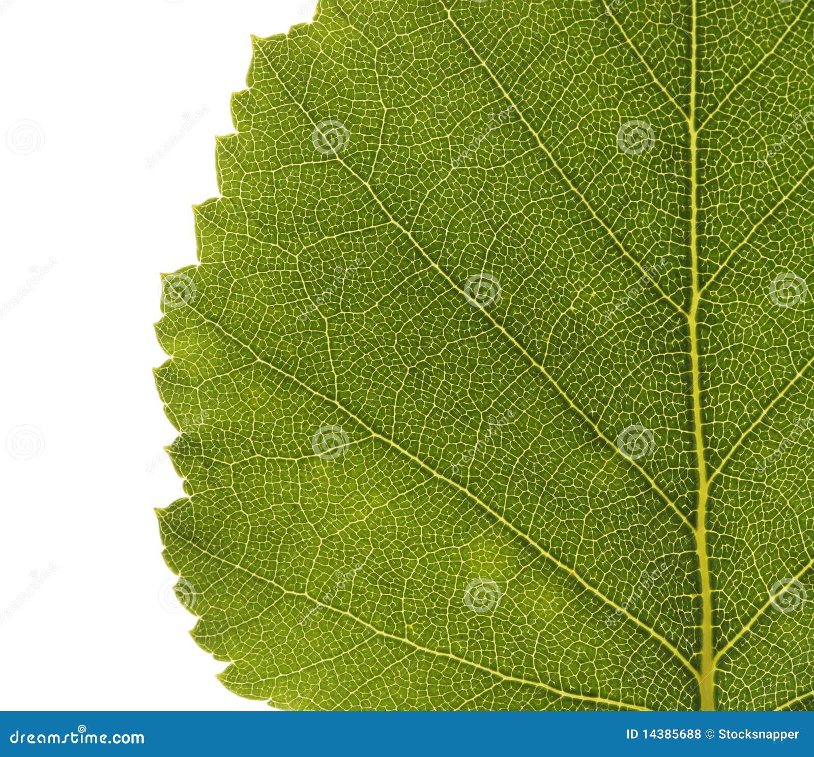 Birch leaf stock photo. Image of detail, natural, birch - 14385688