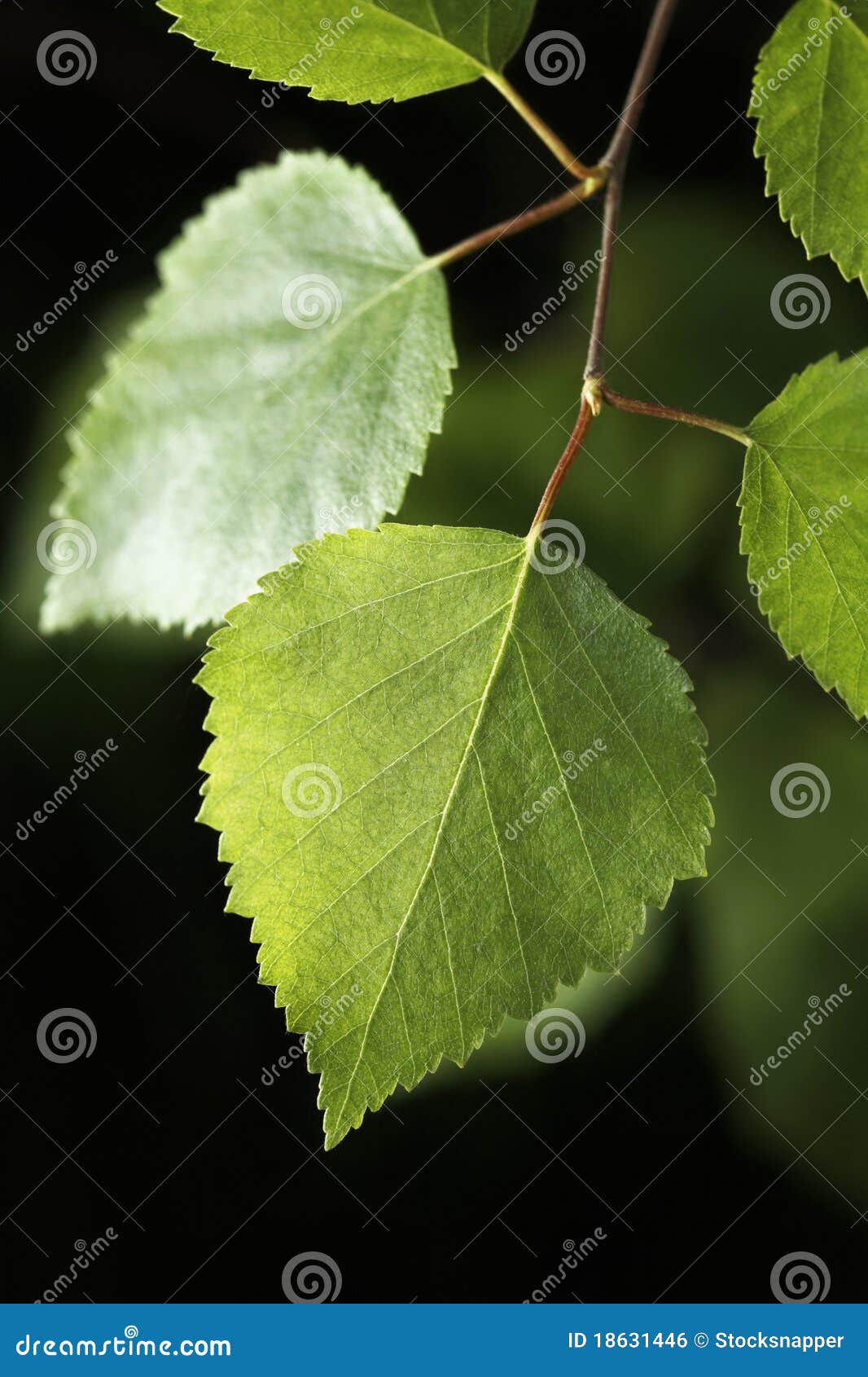 Birch leaf stock photo. Image of natural, tree, branch - 18631446