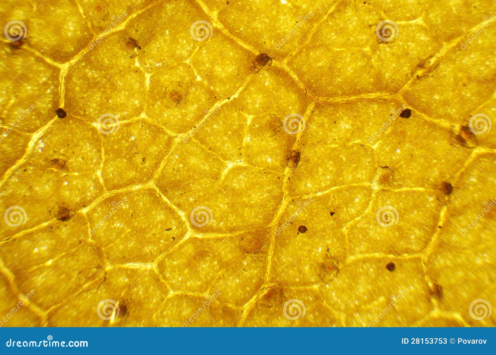 Tomato Skin Under Microscope