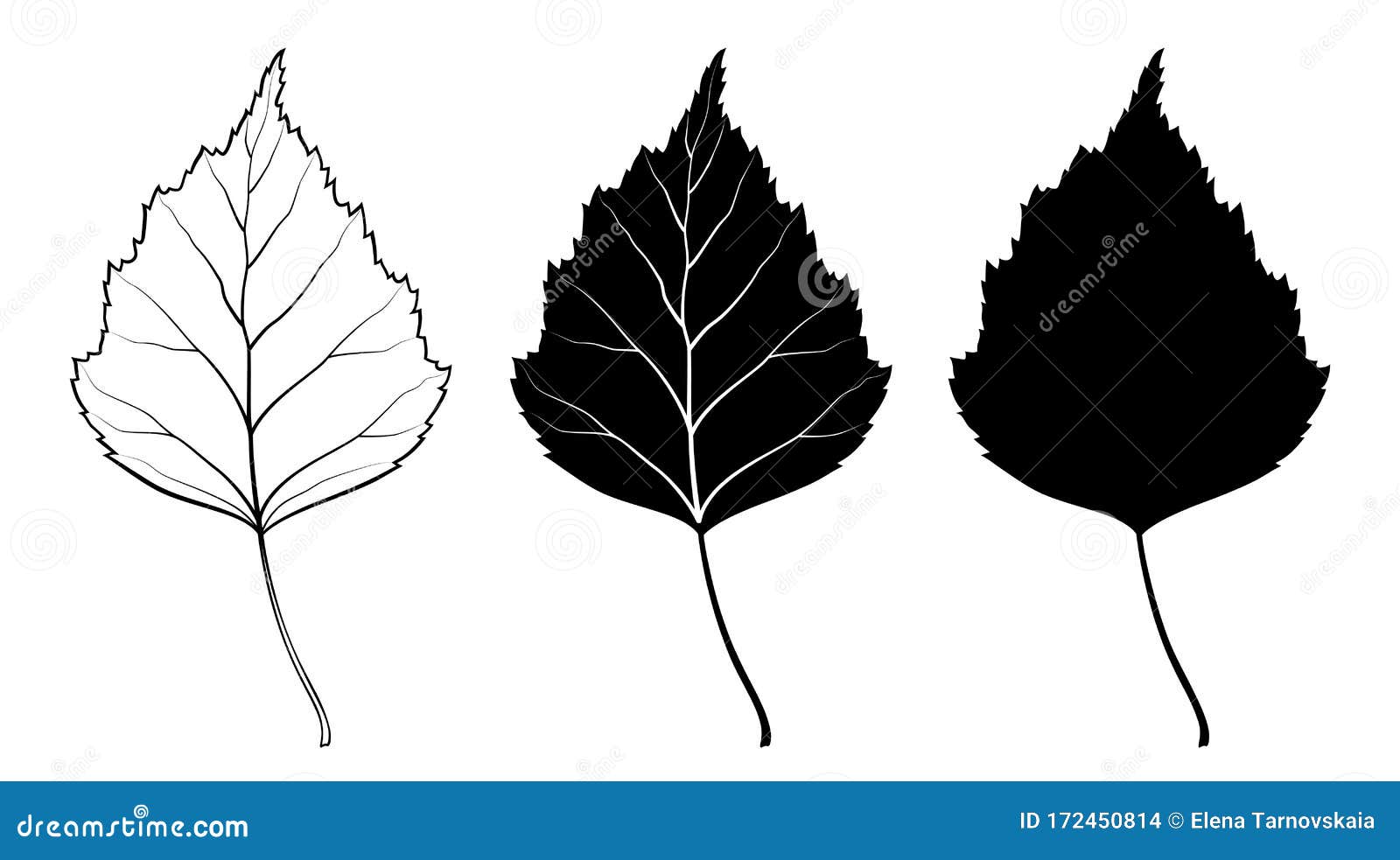 Birch Leaf. Vector Illustration. Outline, Silhouette, Line Art Drawing ...
