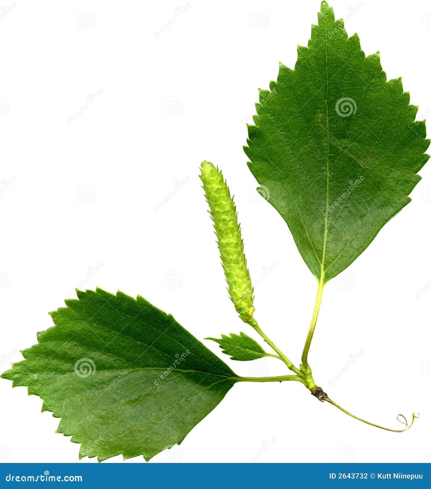 Birch leaves stock photo. Image of foliage, birch, isolated - 2643732