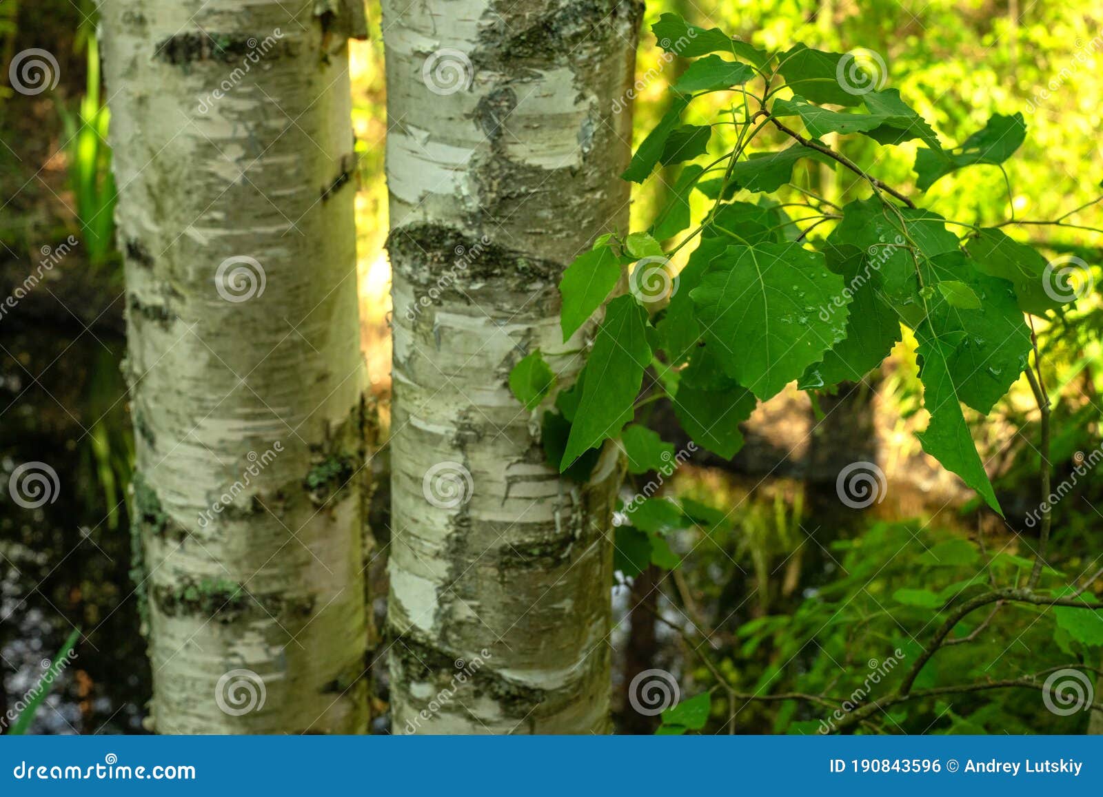 Birch Leaves and Stem of the Birch in the Forest Stock Photo - Image of ...