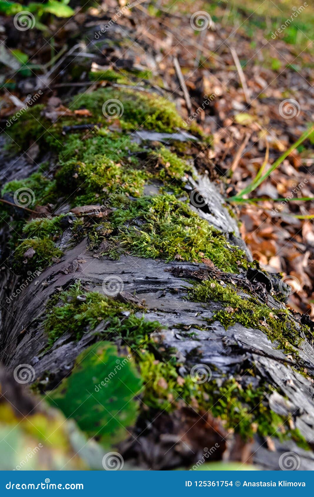 Birch lies on the ground stock photo. Image of green - 125361754