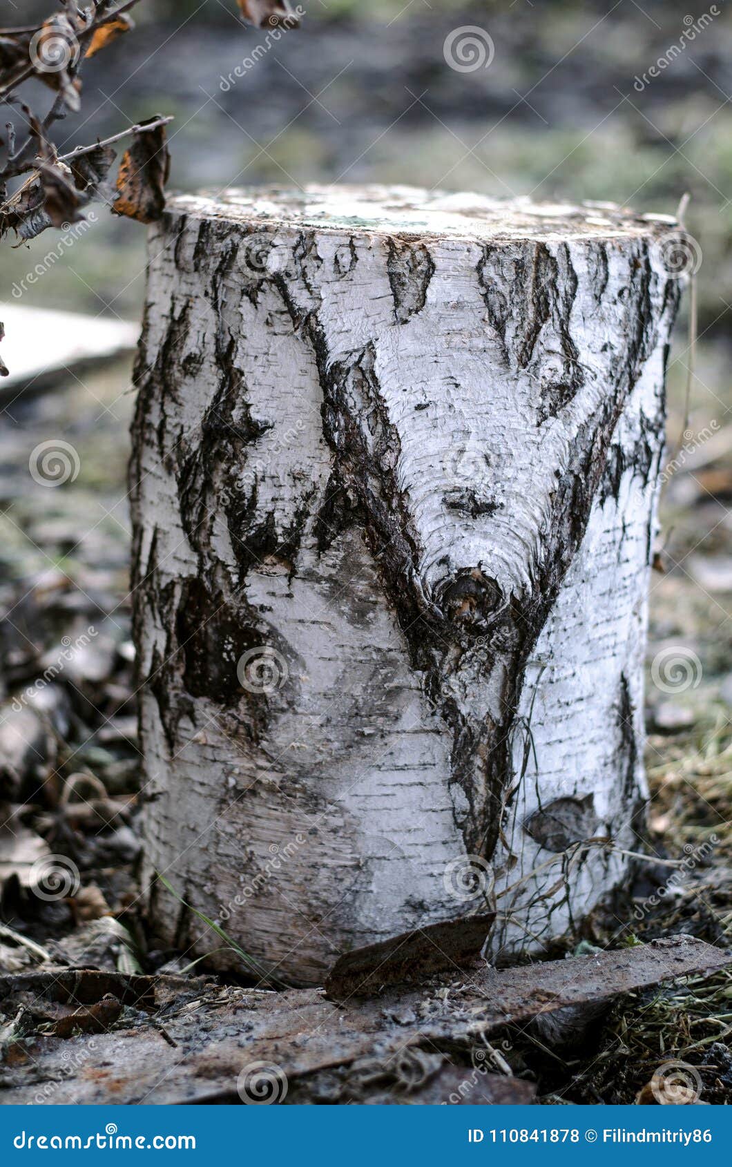 Birch log. stock photo. Image of white, trunk, object - 110841878