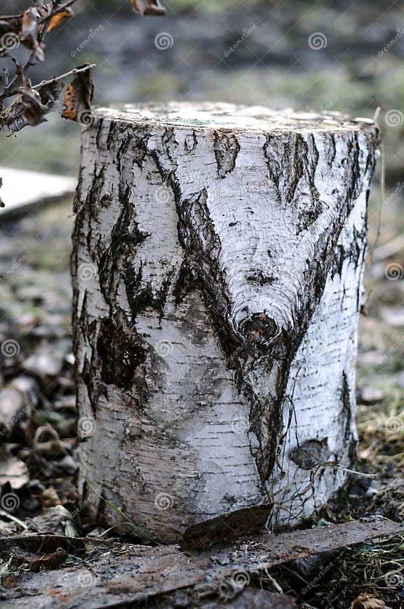 Birch log. stock photo. Image of white, trunk, object - 110841878