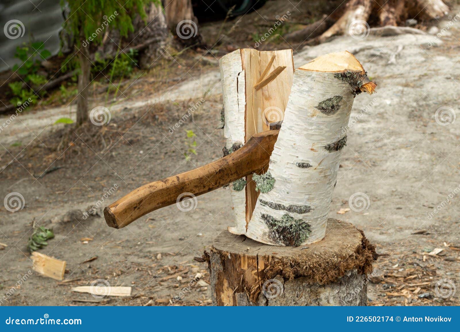 A Birch Log Cut in Half with an Axe Stock Photo - Image of trunk ...
