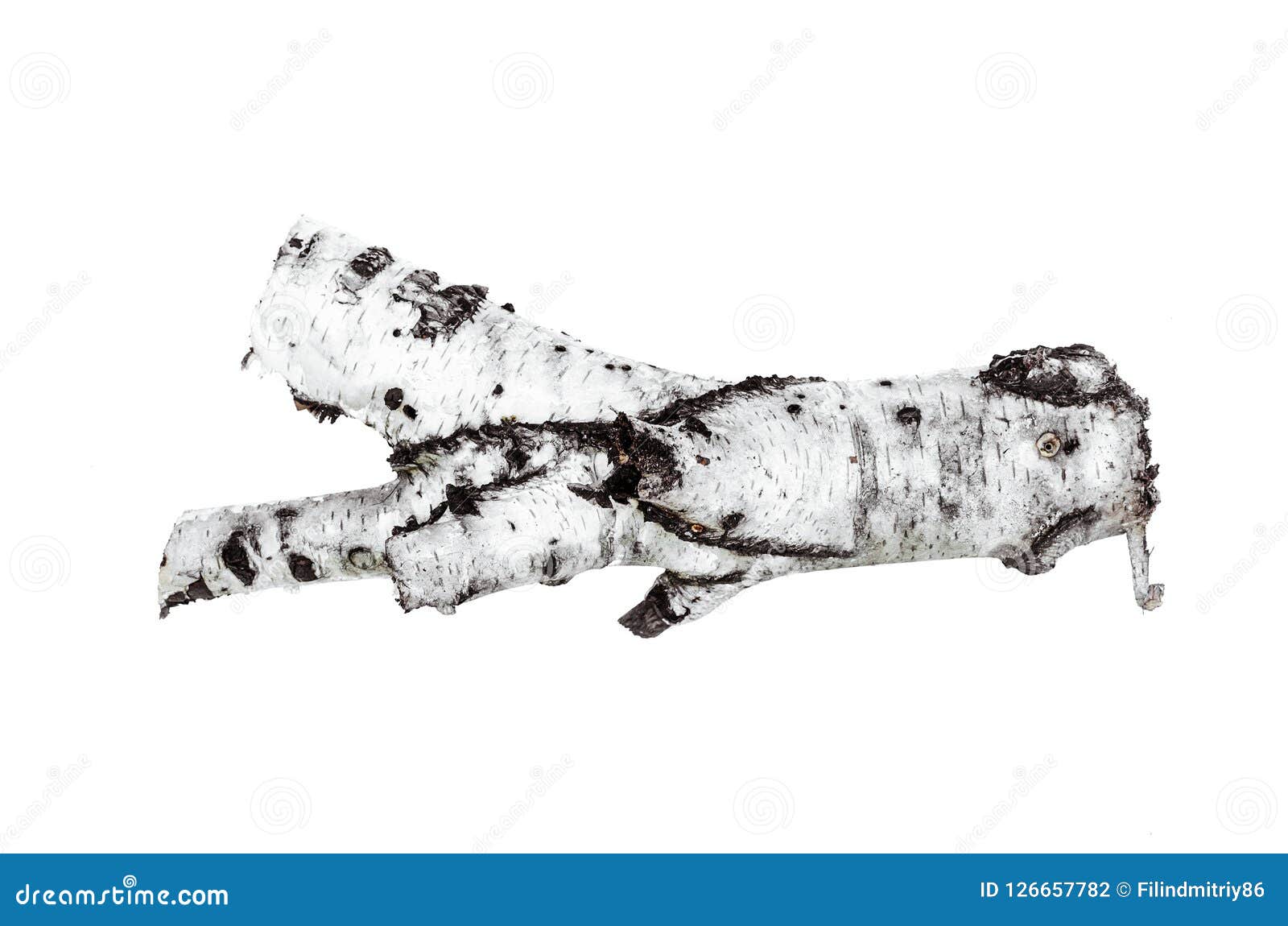 Birch log. stock photo. Image of nature, branch, design - 126657782