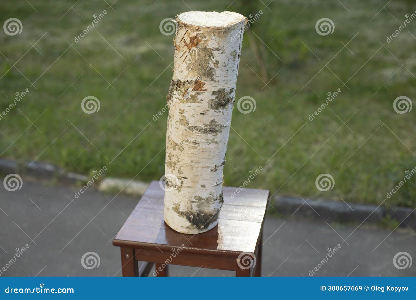 Birch log. Log for felling stock image. Image of resource - 300657669