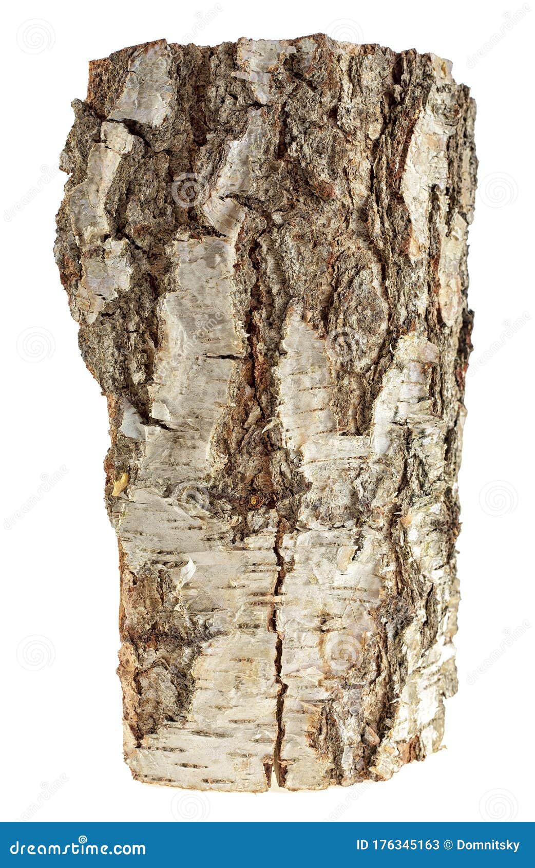 Birch Log Isolated on the White Background Stock Image - Image of ...