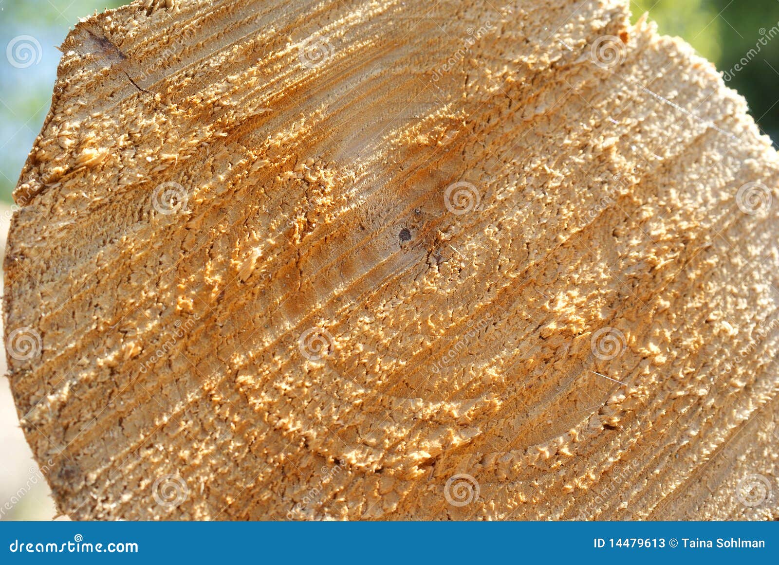 Birch Log Texture stock image. Image of birch, material - 14479613