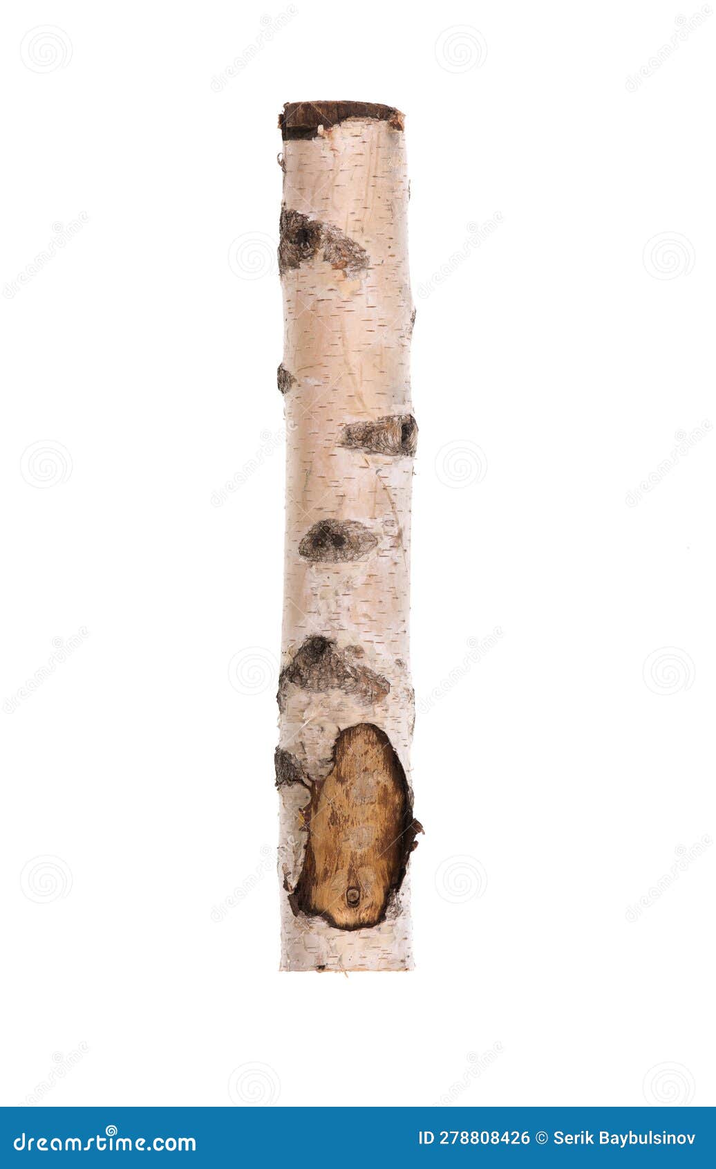 Birch log on a white stock photo. Image of hardwood - 278808426