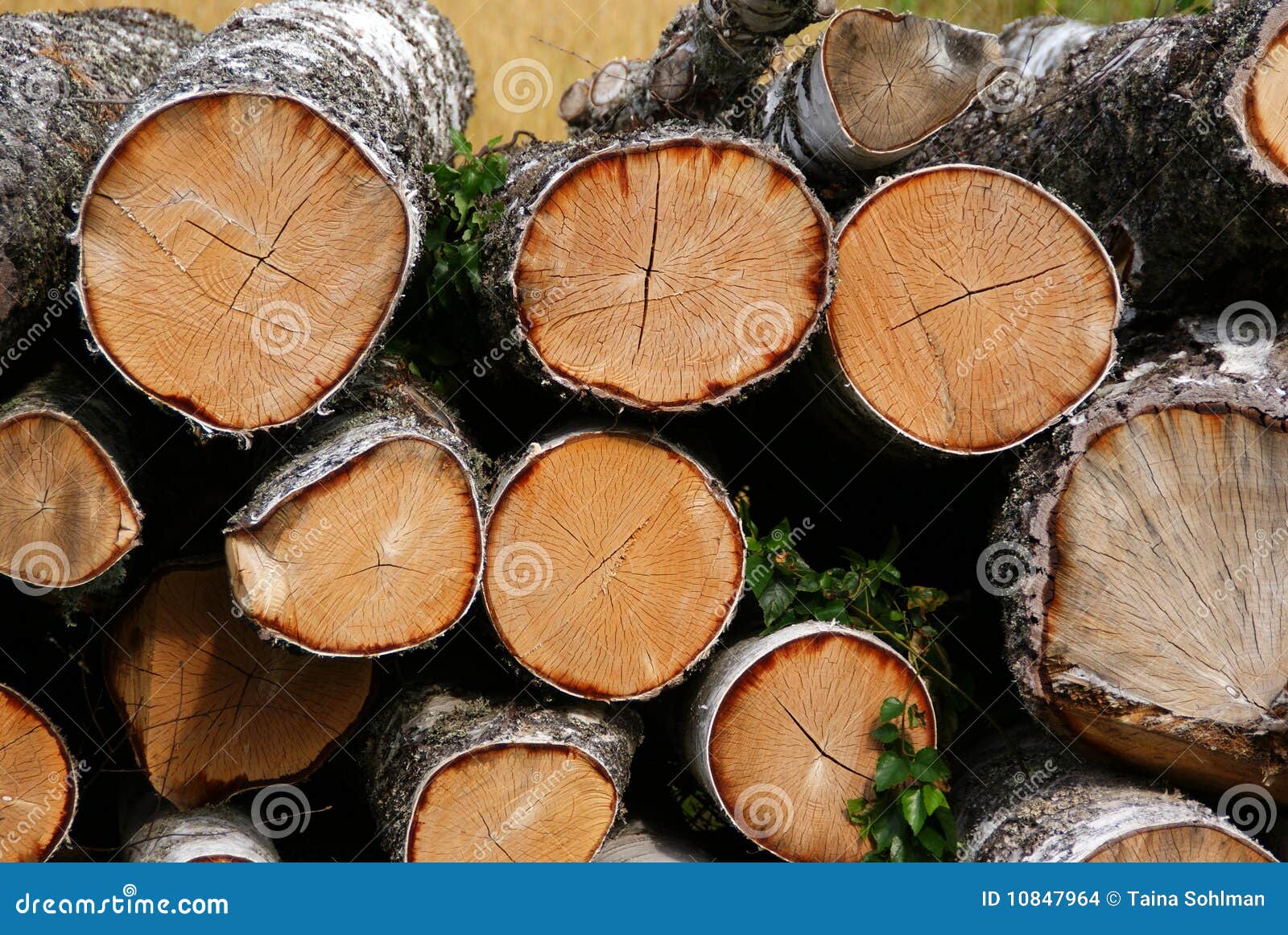 Birch Logs stock photo. Image of fuel, harvesting, industrial - 10847964