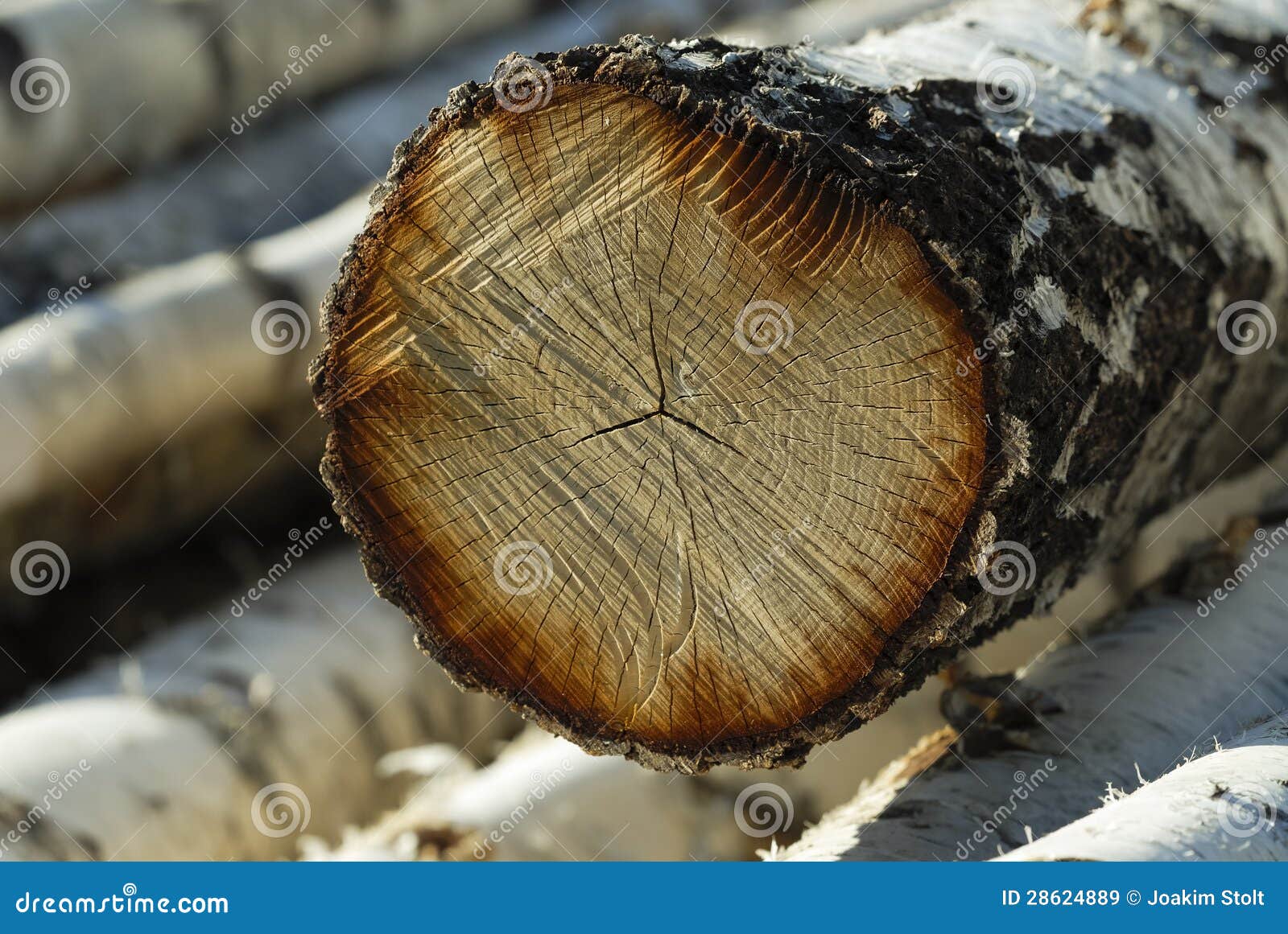 Birch logs stock image. Image of fell, stacked, forest - 28624889