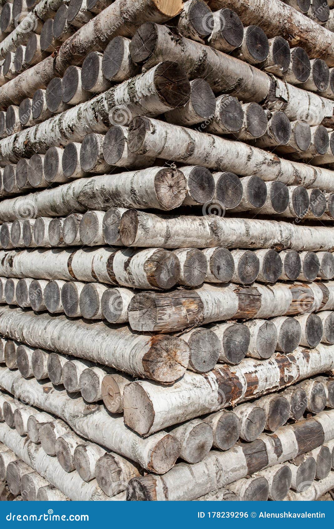 Birch logs stock photo. Image of natural, environment - 178239296