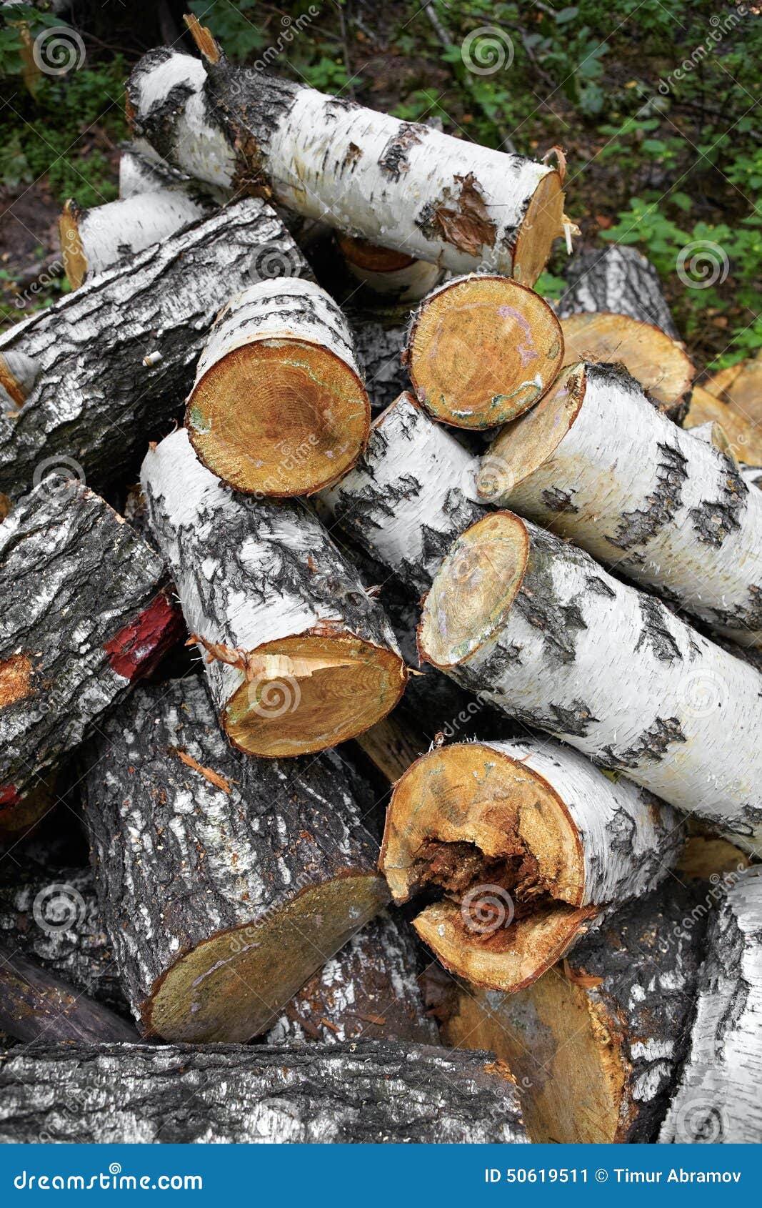 Birch logs stock image. Image of bark, stack, birch, heap - 50619511