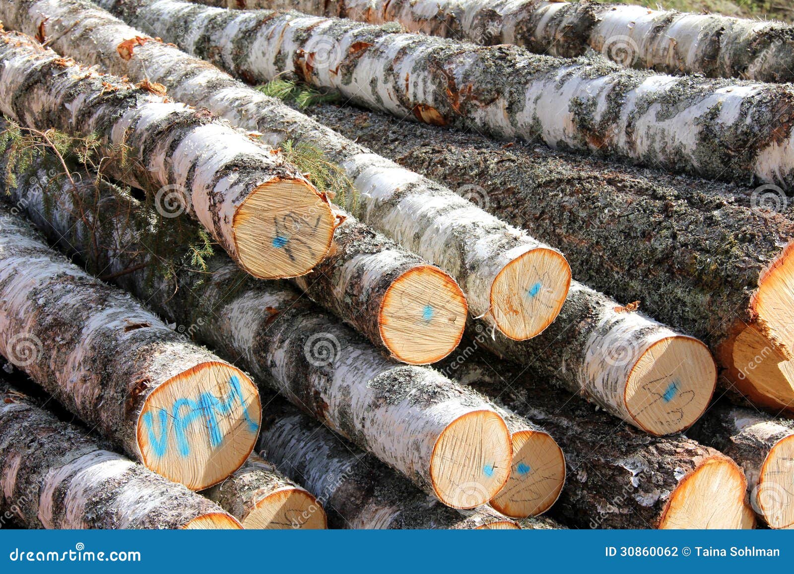 Birch Logs Detail stock photo. Image of close, logs, birch - 30860062